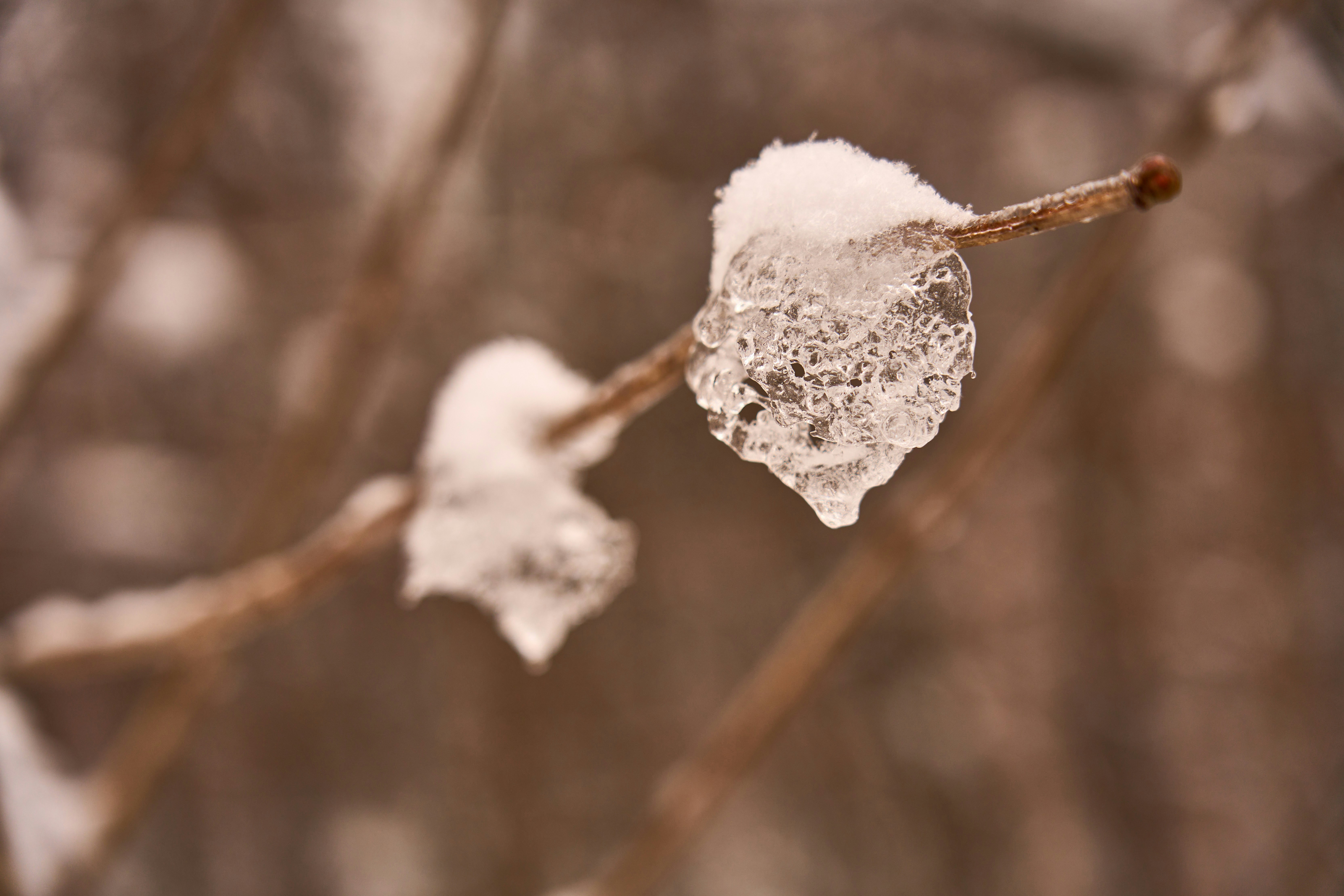 Ice formation on a bare tree branch in winter