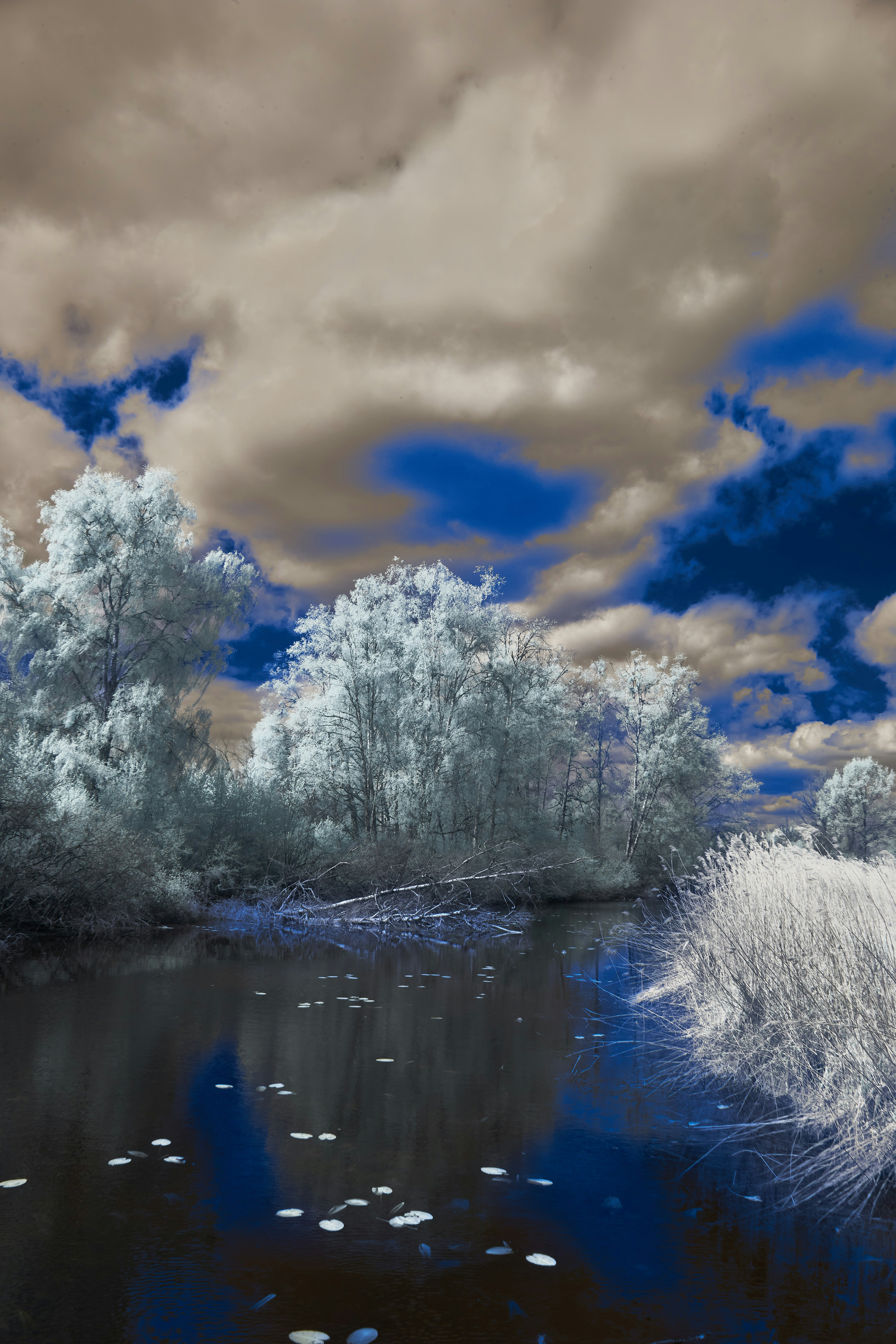 River flowing through surreal landscape with white trees