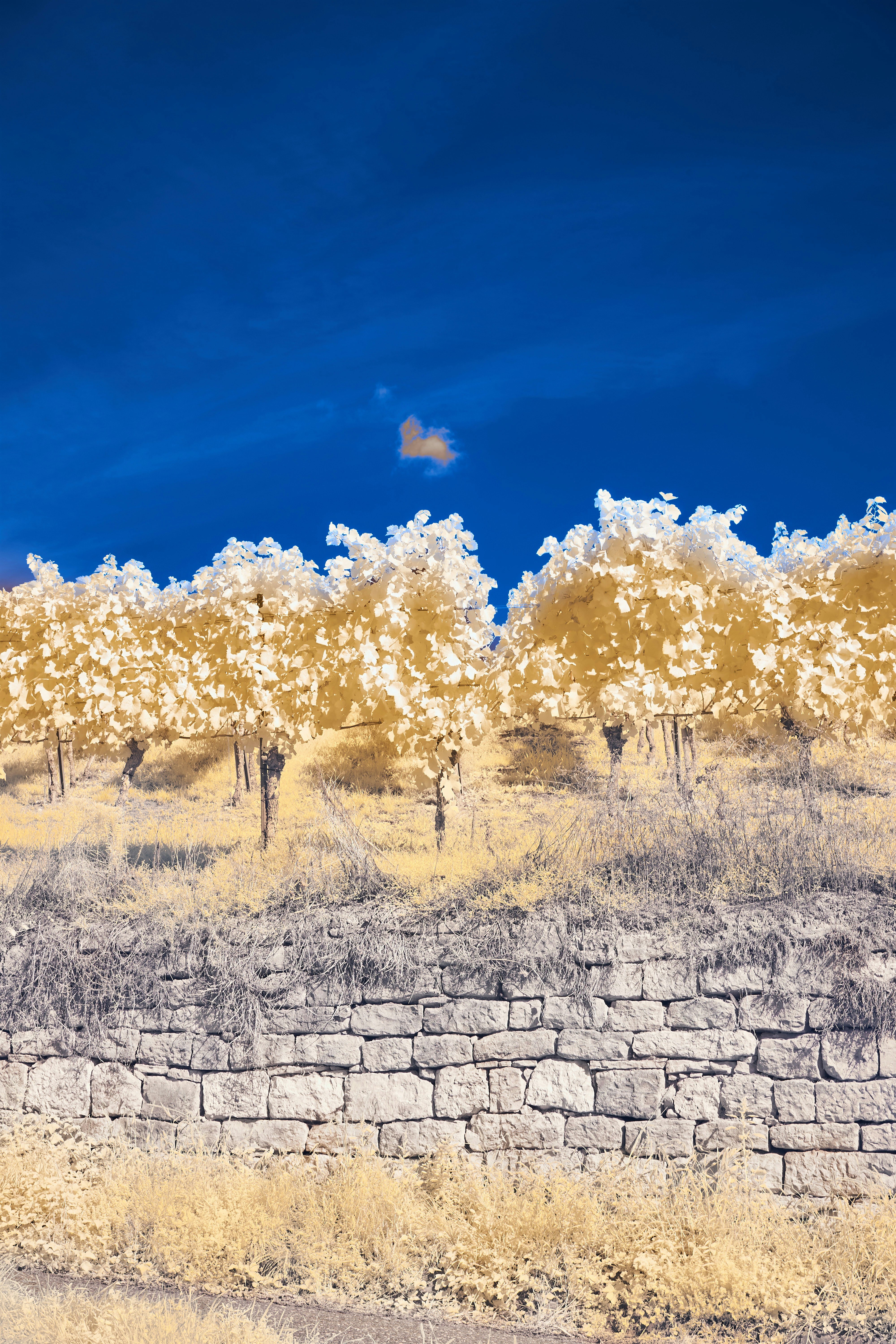 Vineyard with stone wall under a bright blue sky