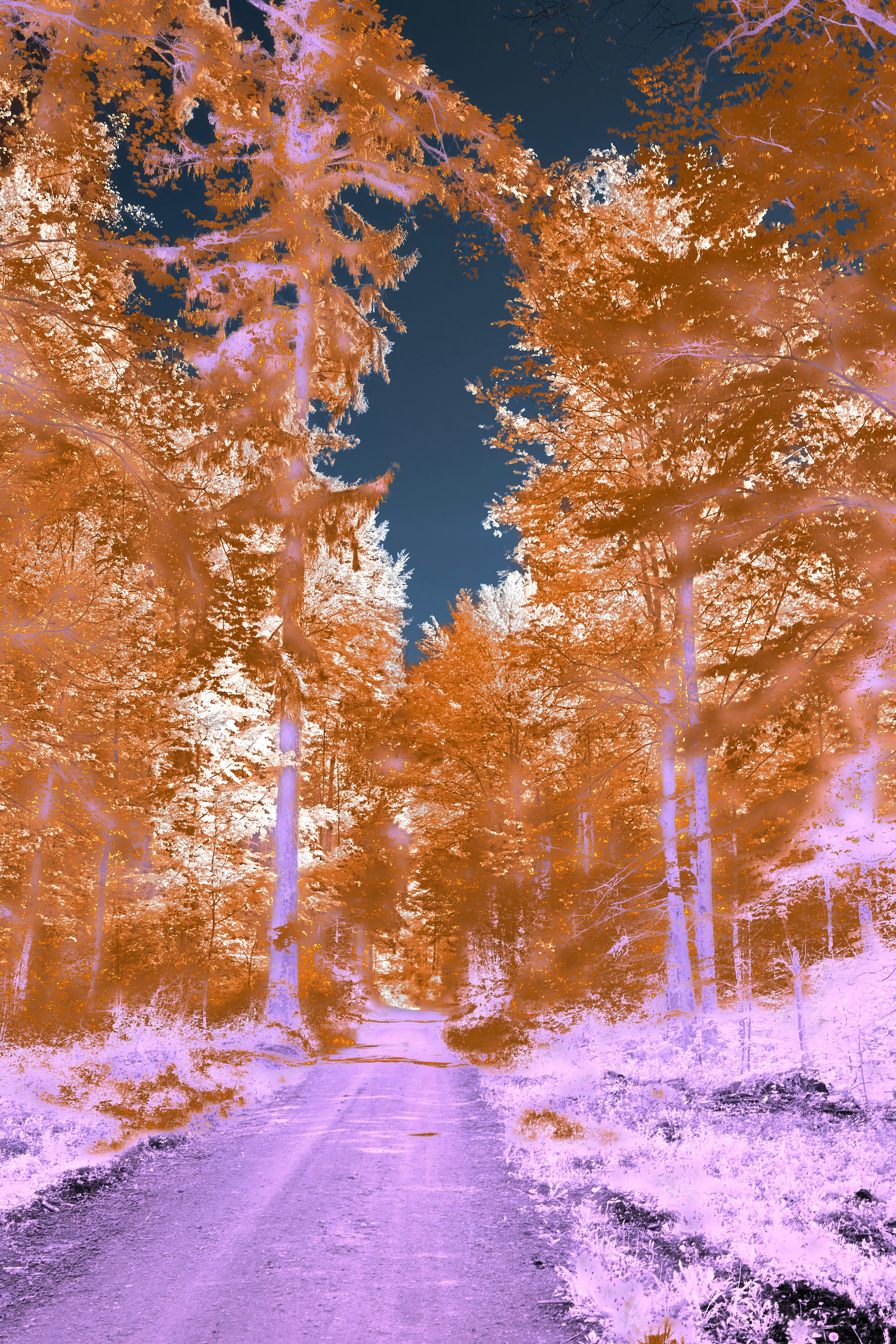 A dirt path leads through an orange and purple forest.