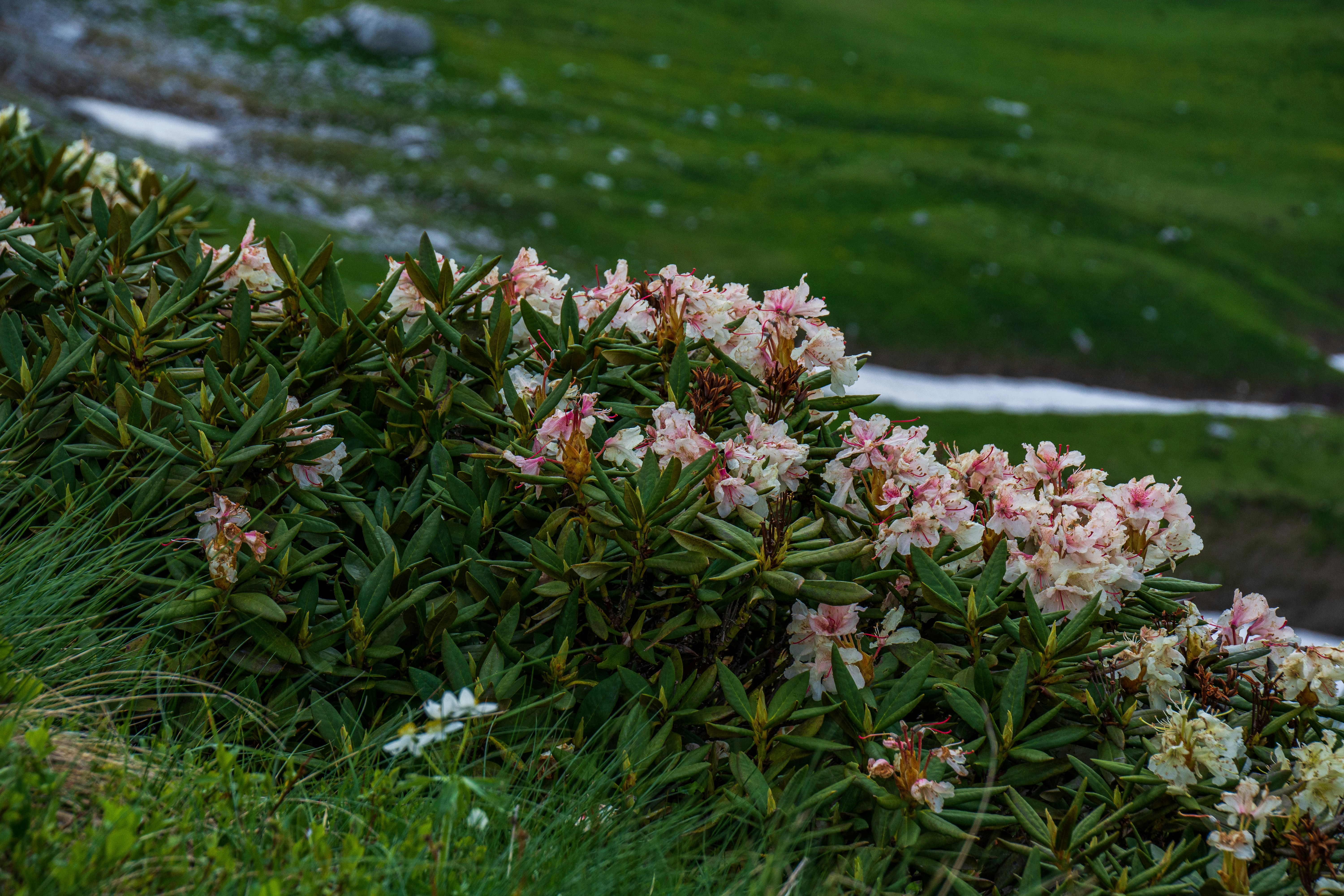 Whispers of Spring: The Rhododendron's Embrace