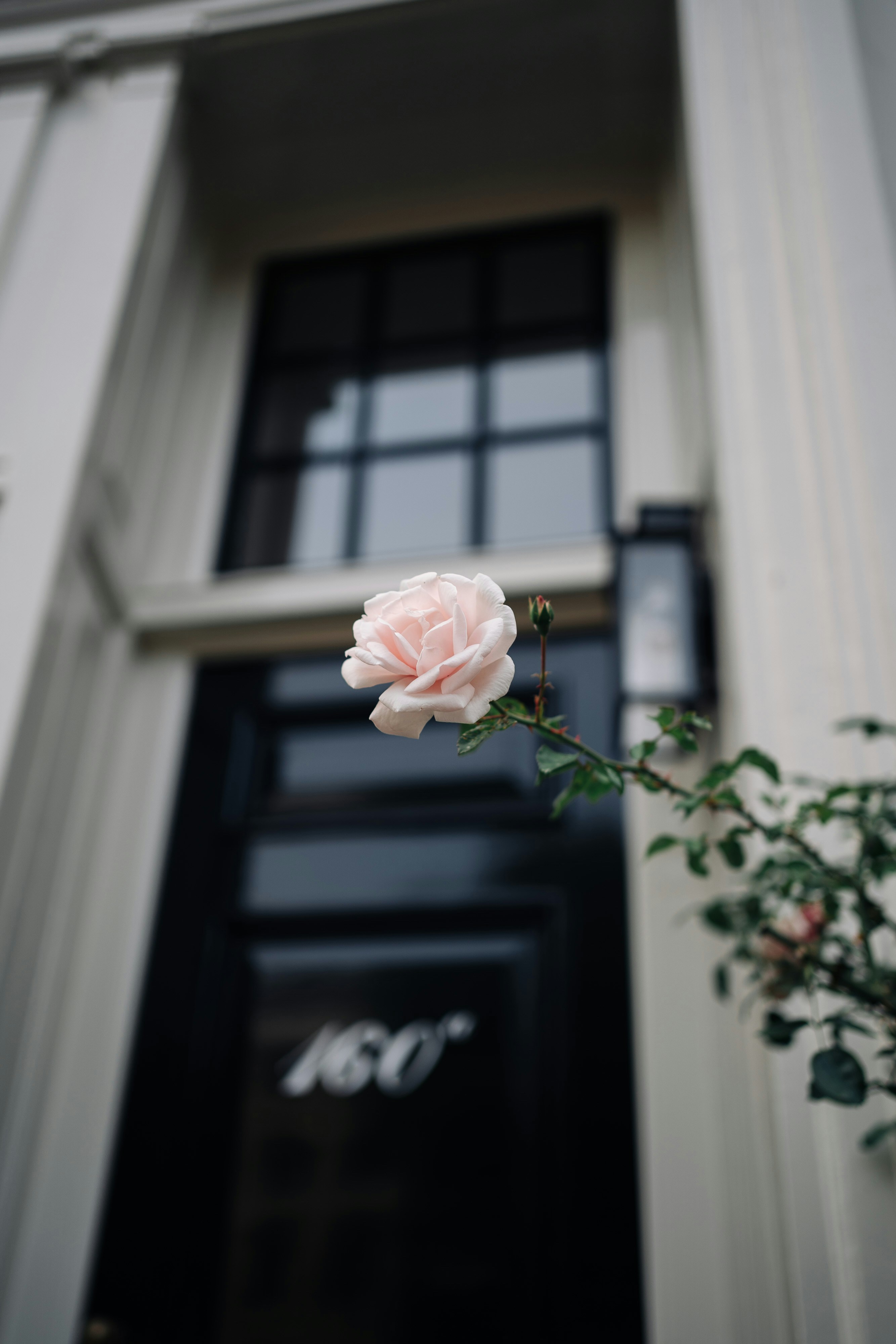 Pastel Rose Against a Stately Doorway: A Quiet Urban Portrait