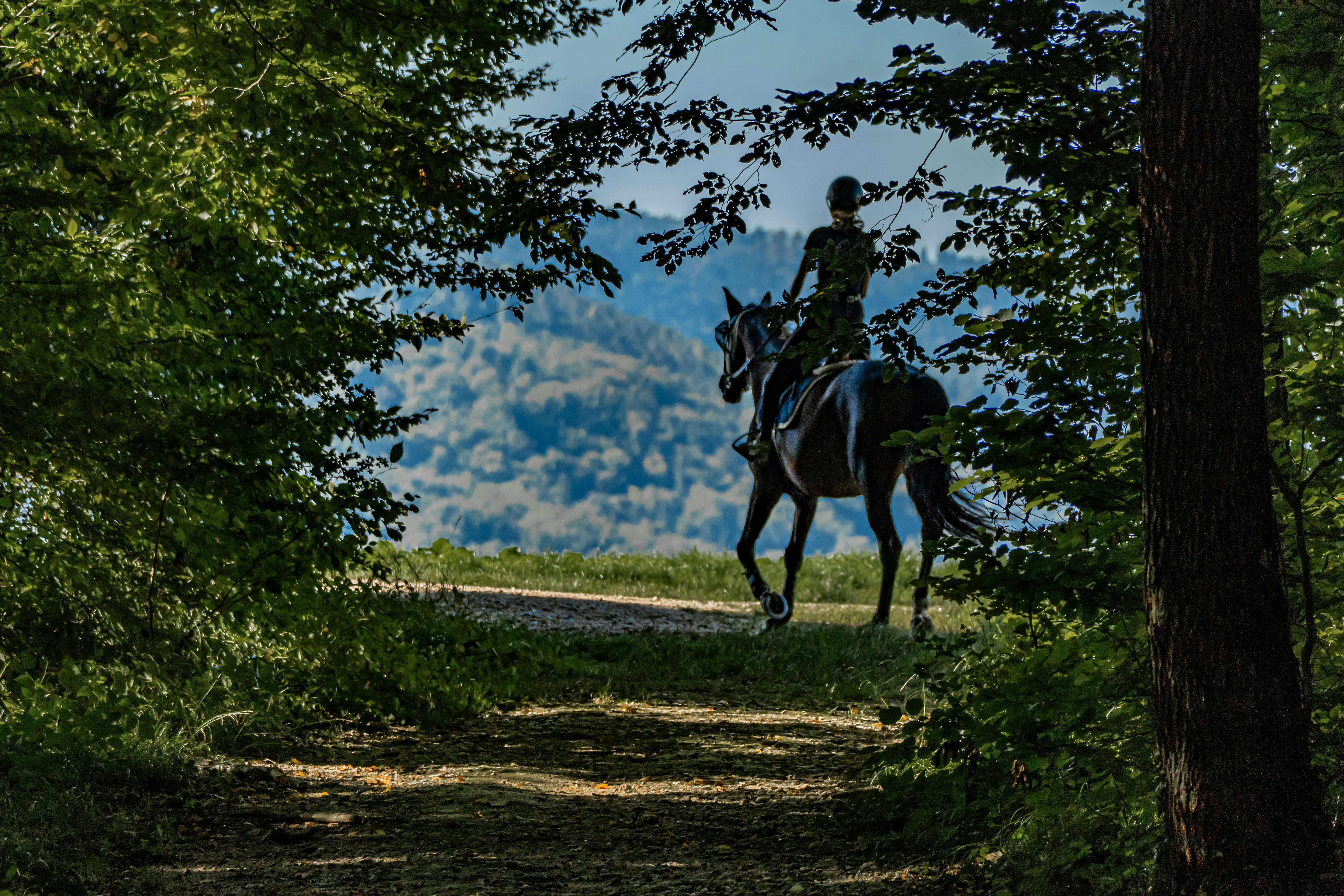 A lone rider on a dark horse emerges from the forest shadows into a sunlit trail, framed by vibrant greenery and distant mountain slopes. The contrast between light and shadow adds a sense of quiet adventure and connection to nature.
