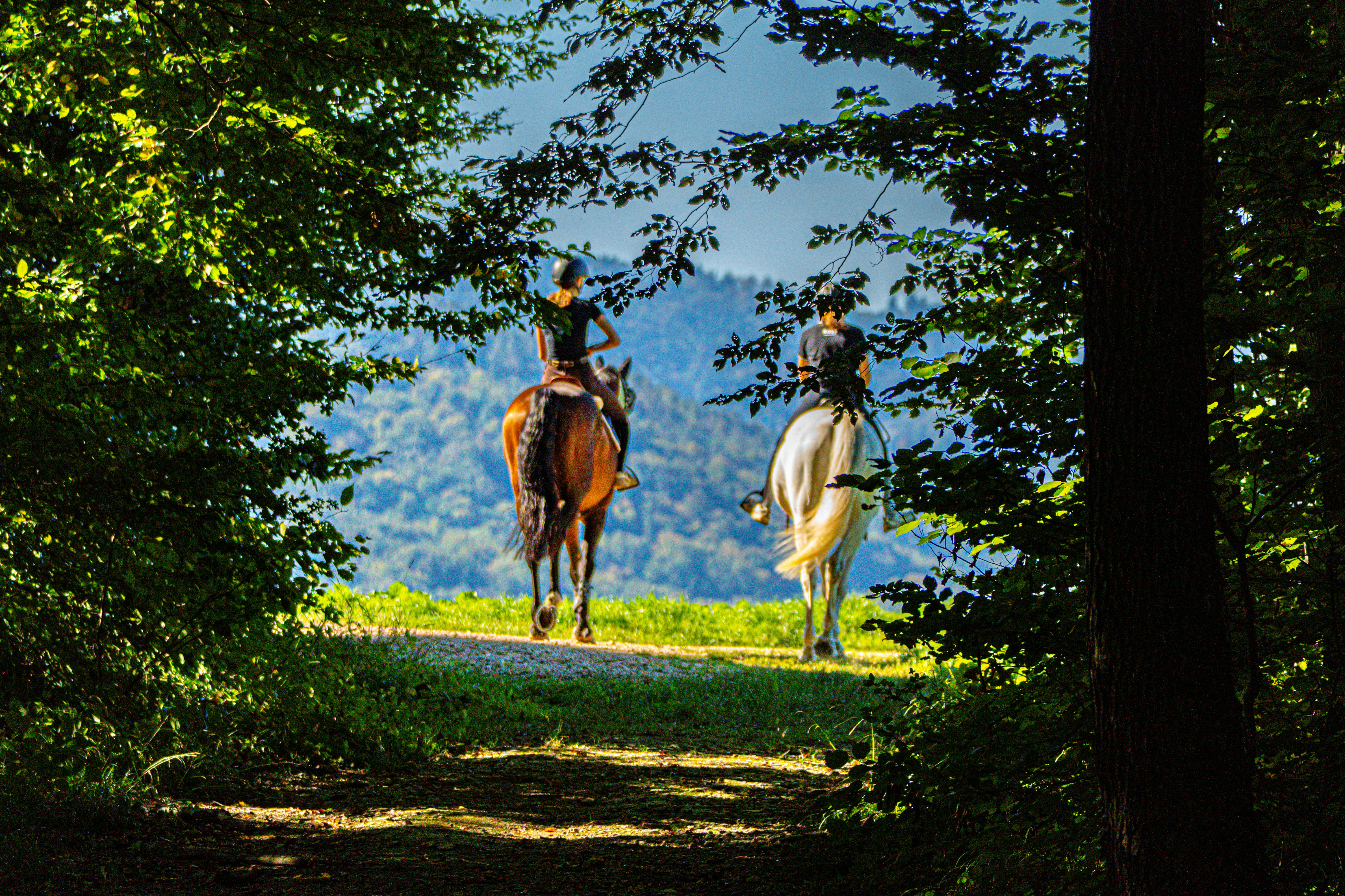 Two horseback riders emerge from the forest into a sunlit clearing, framed by vibrant green foliage with distant mountains rising in the background. The scene captures the harmony of adventure, freedom, and the natural rhythm between human and horse.