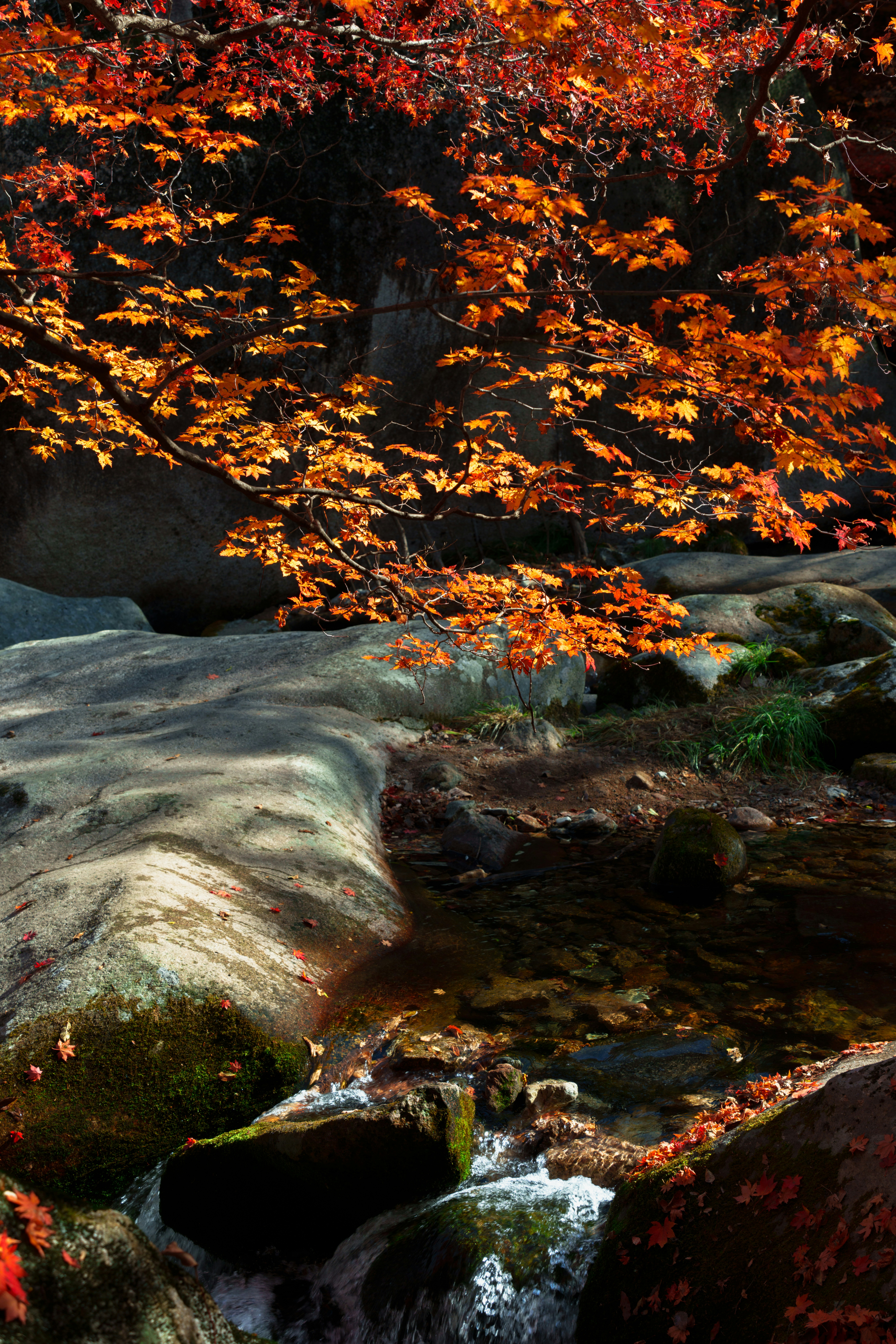 Whispers of Autumn: A Serene Stream Amidst Fiery Foliage