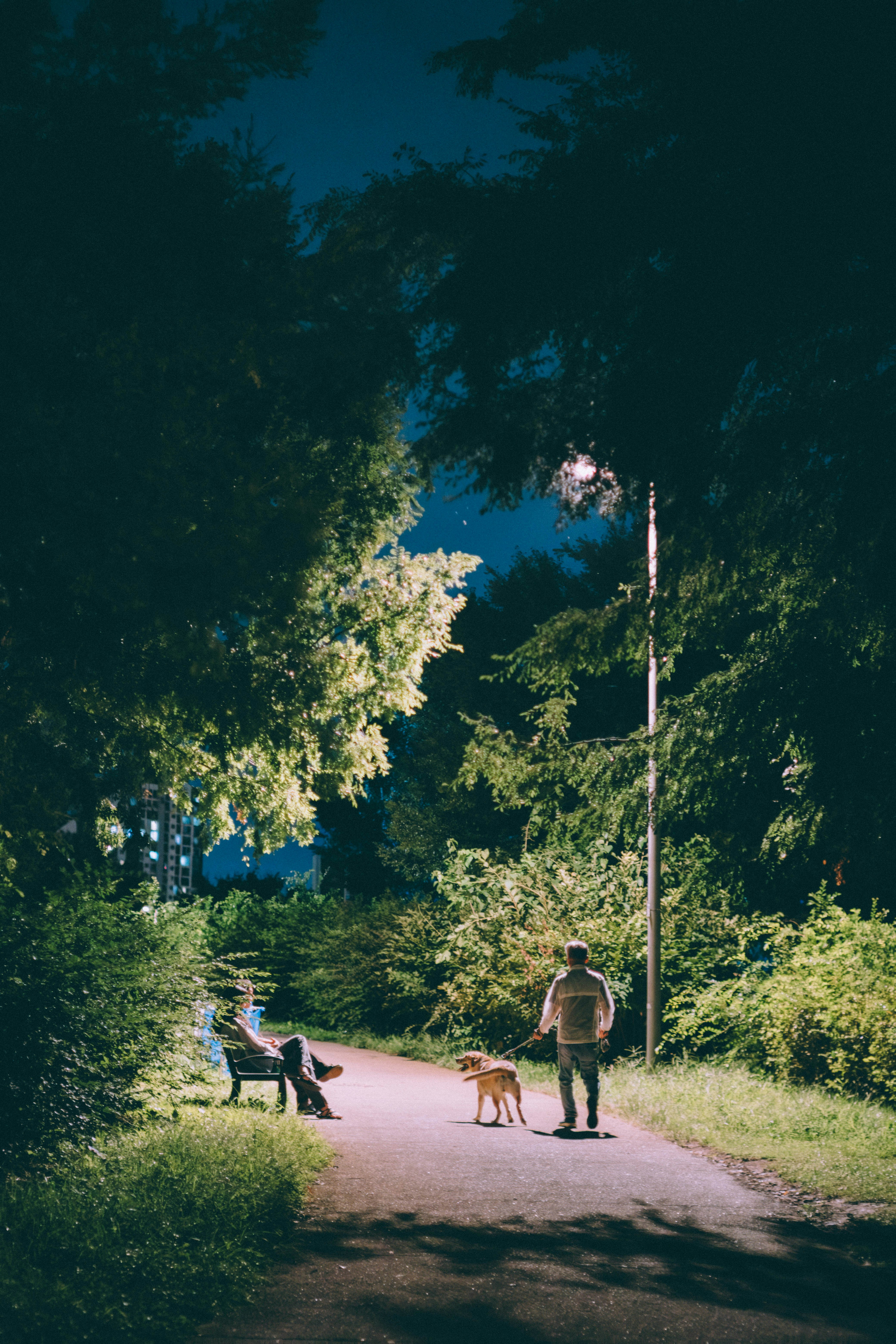 Man walks dog on path at night under lamppost