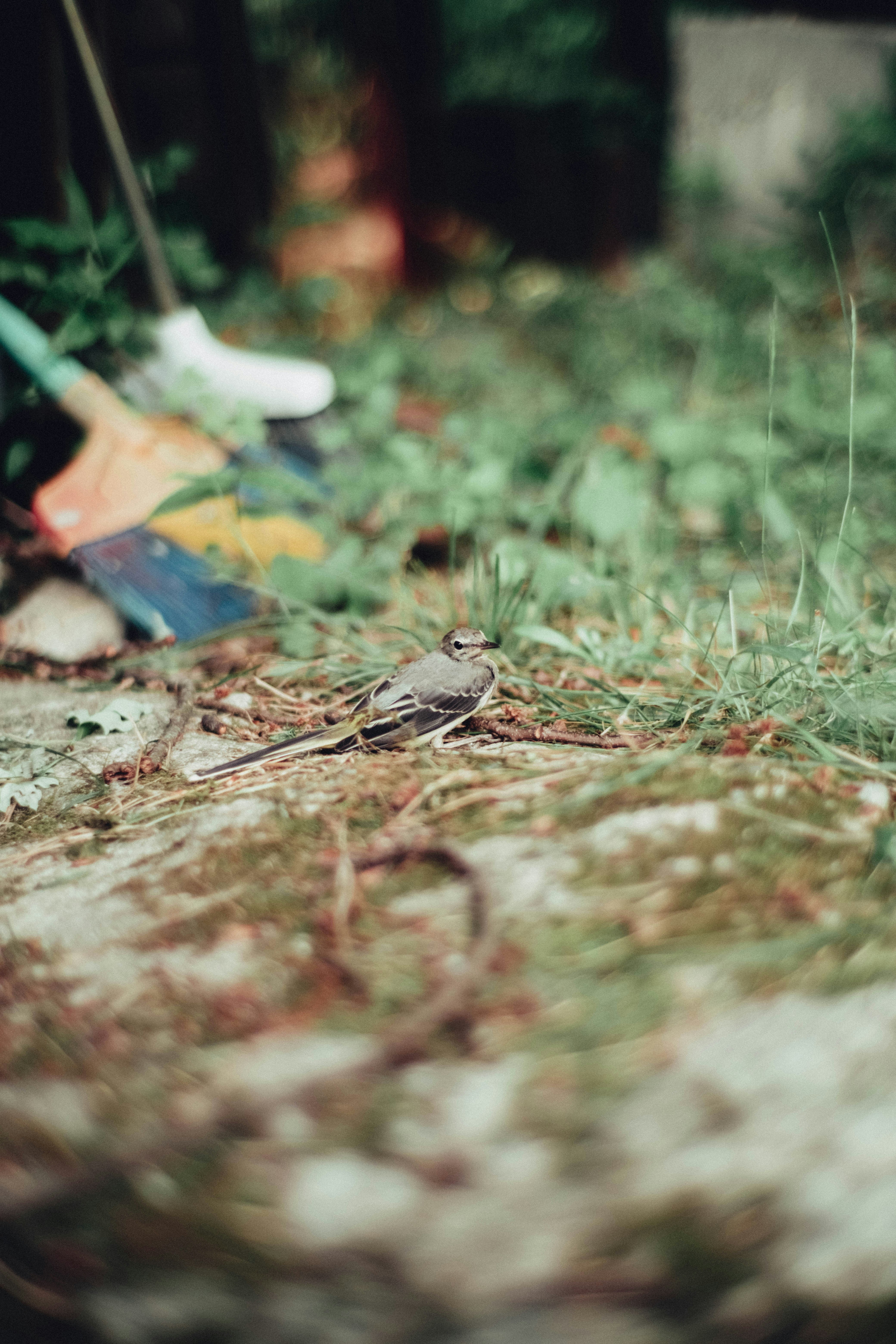 A small bird rests on the ground near plants.