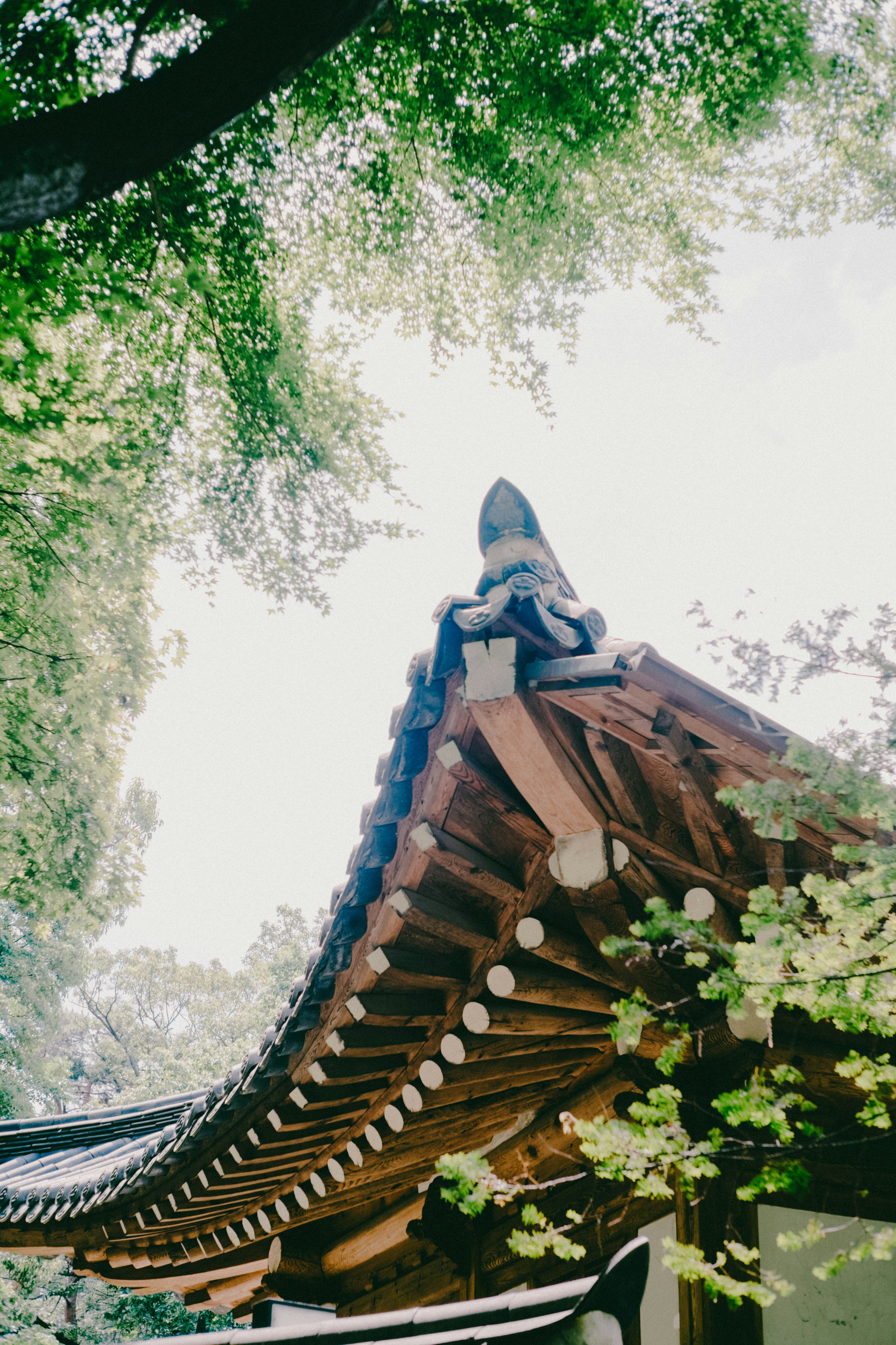 Ridge Guardian Over a Curved Temple Roof Surrounded by a Green Canopy