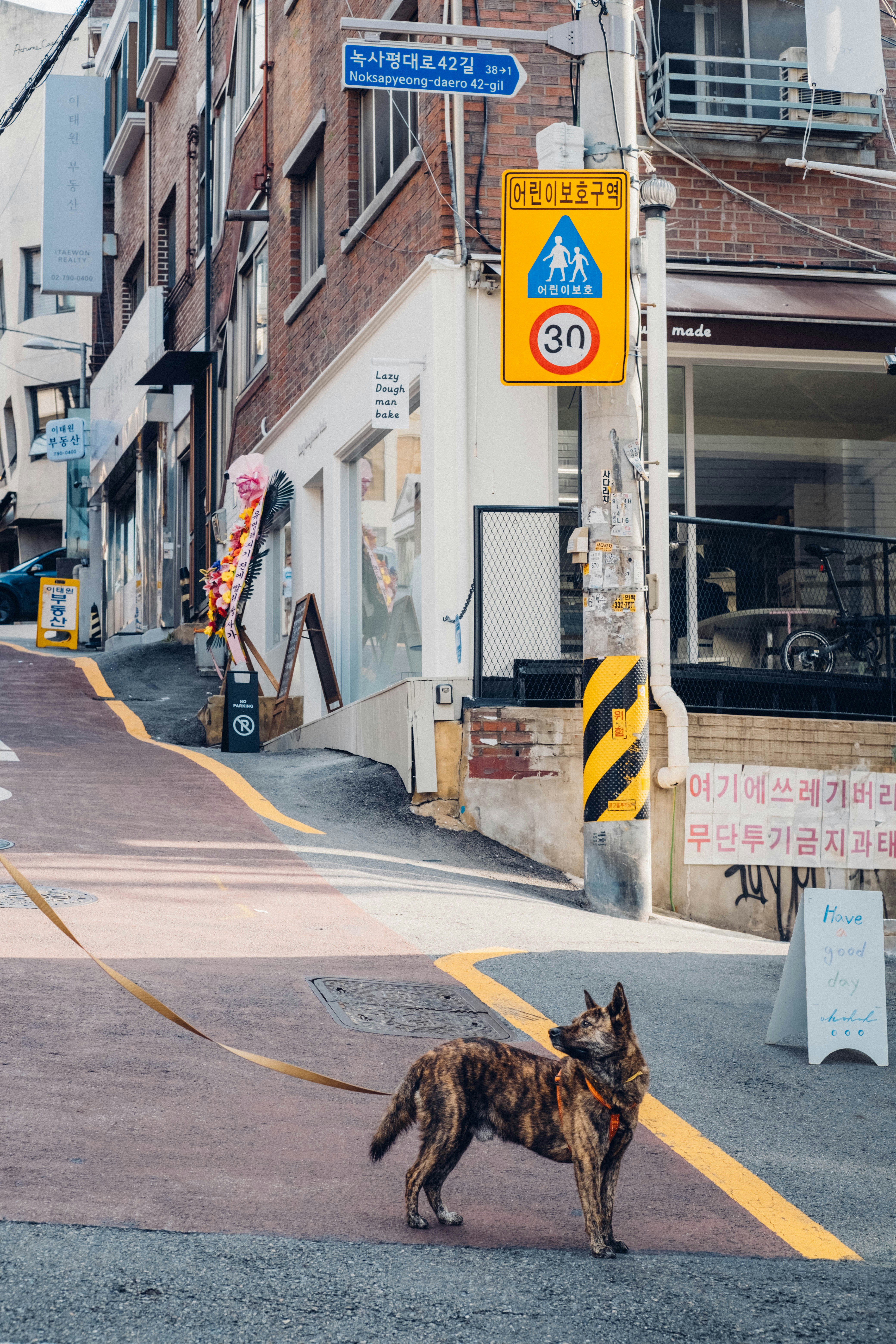 Urban Stroll: A Canine's Perspective