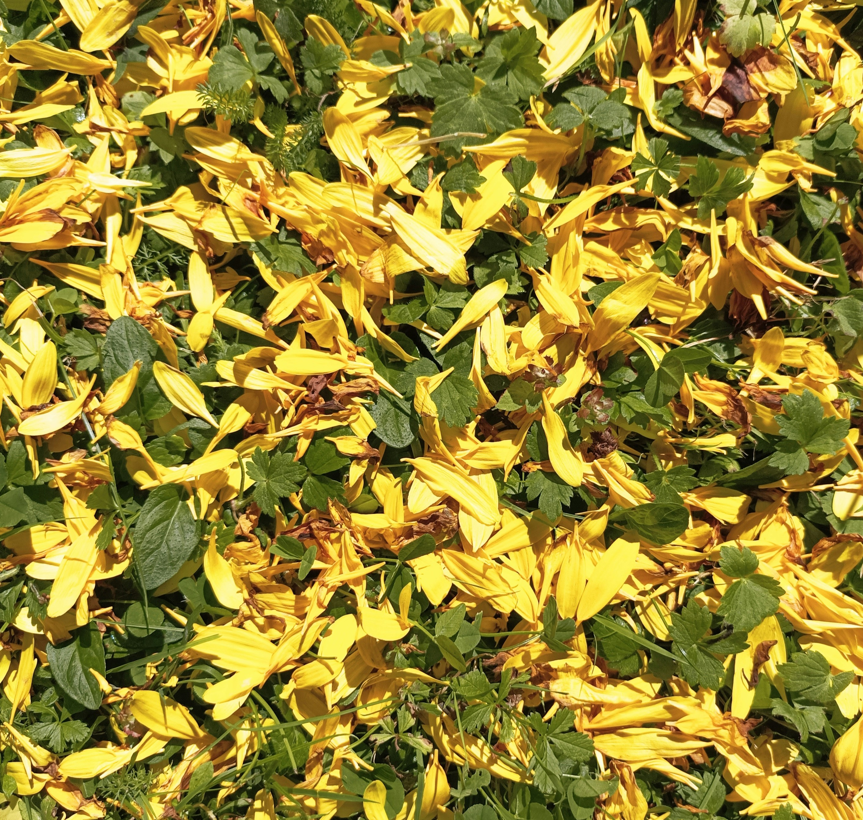 Fallen yellow flower petals scattered on green foliage.