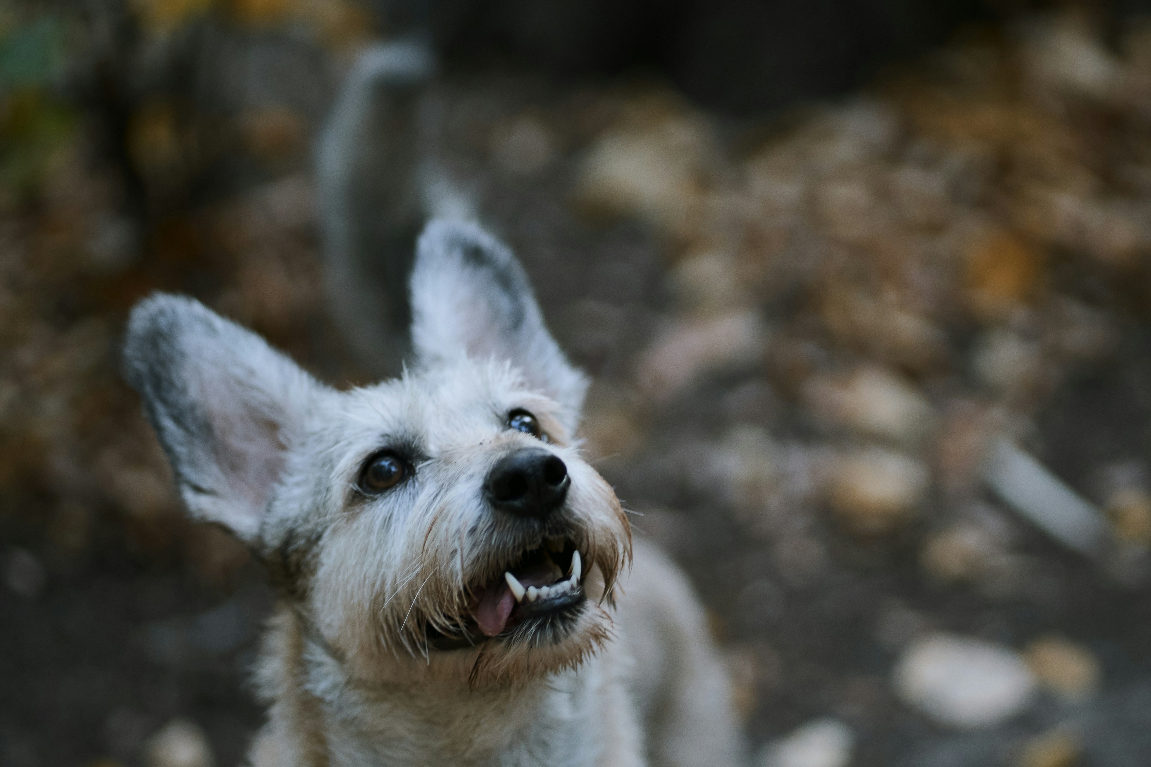 A small terrier mix dog looking up outdoors.