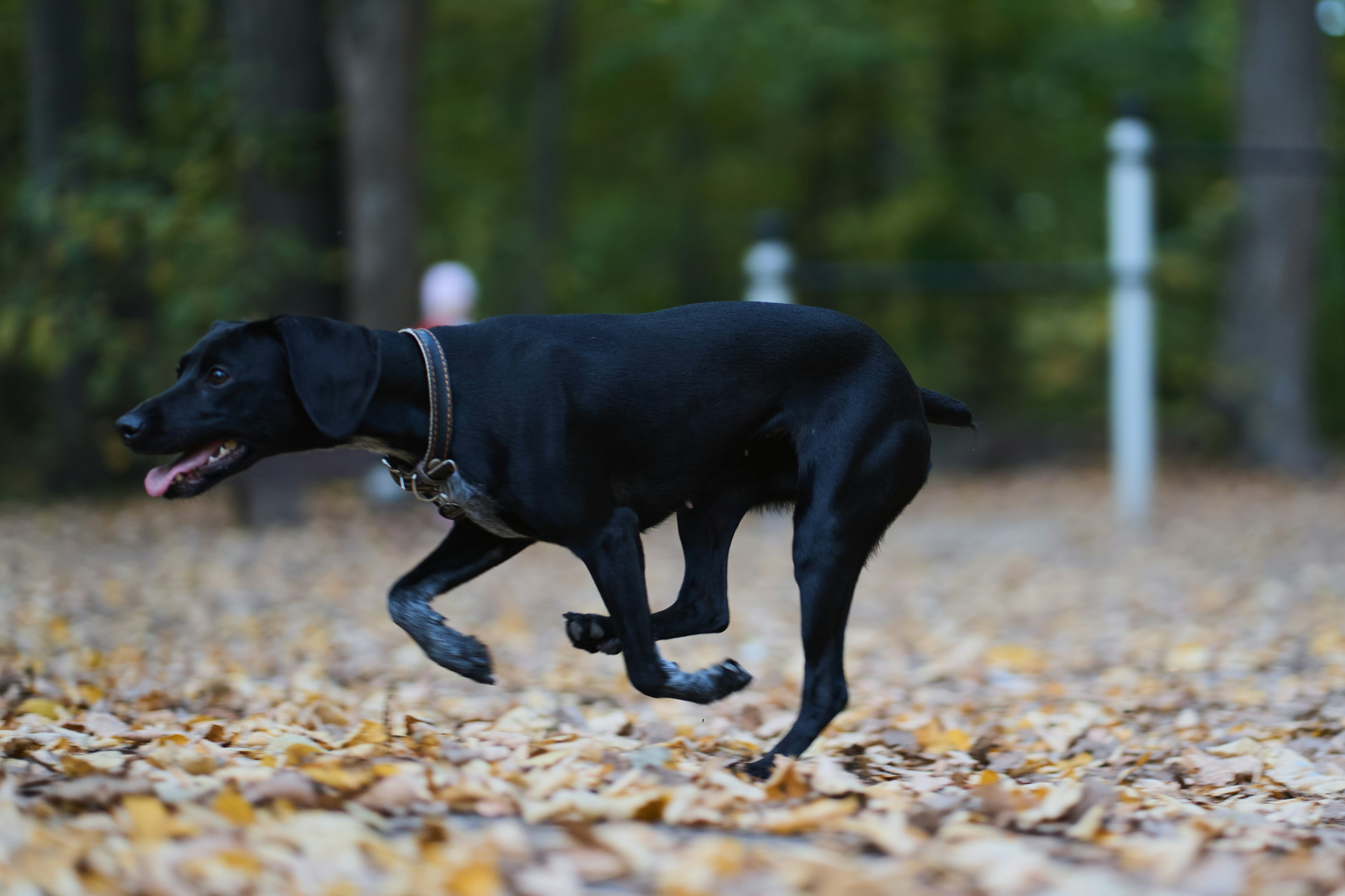A black dog runs through fallen autumn leaves.