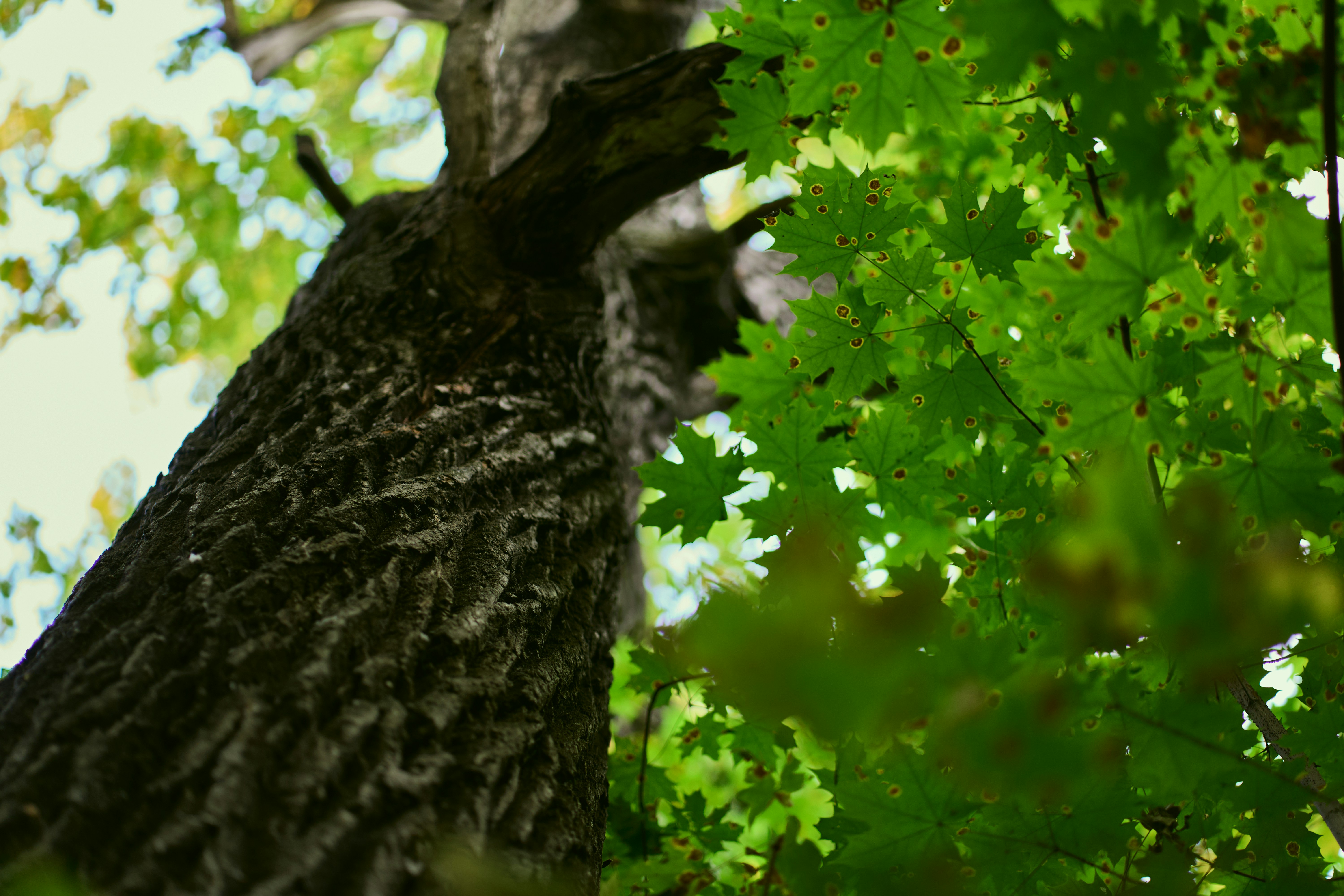 Whispers of the Canopy