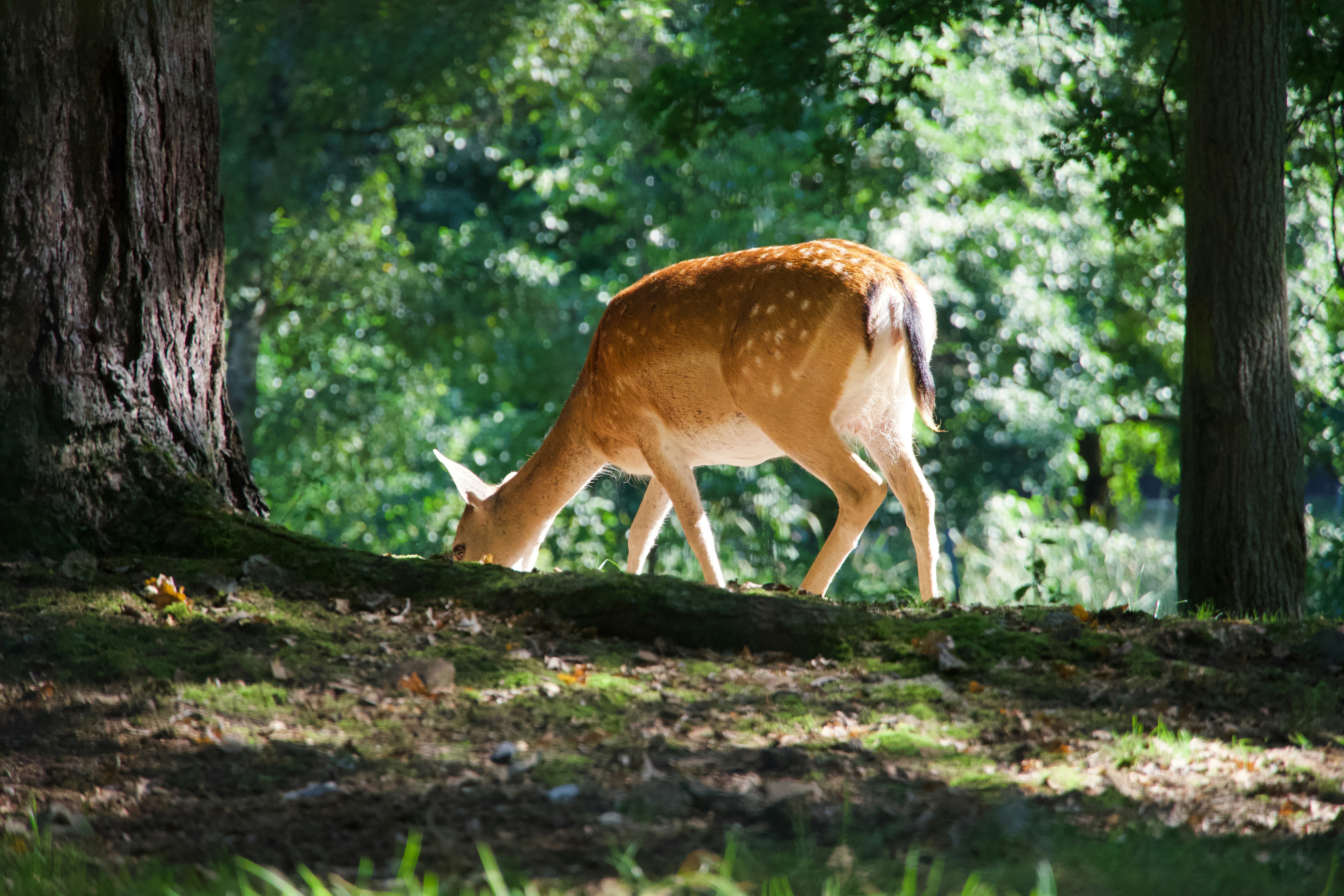 A deer grazes in a sun-dappled forest clearing.