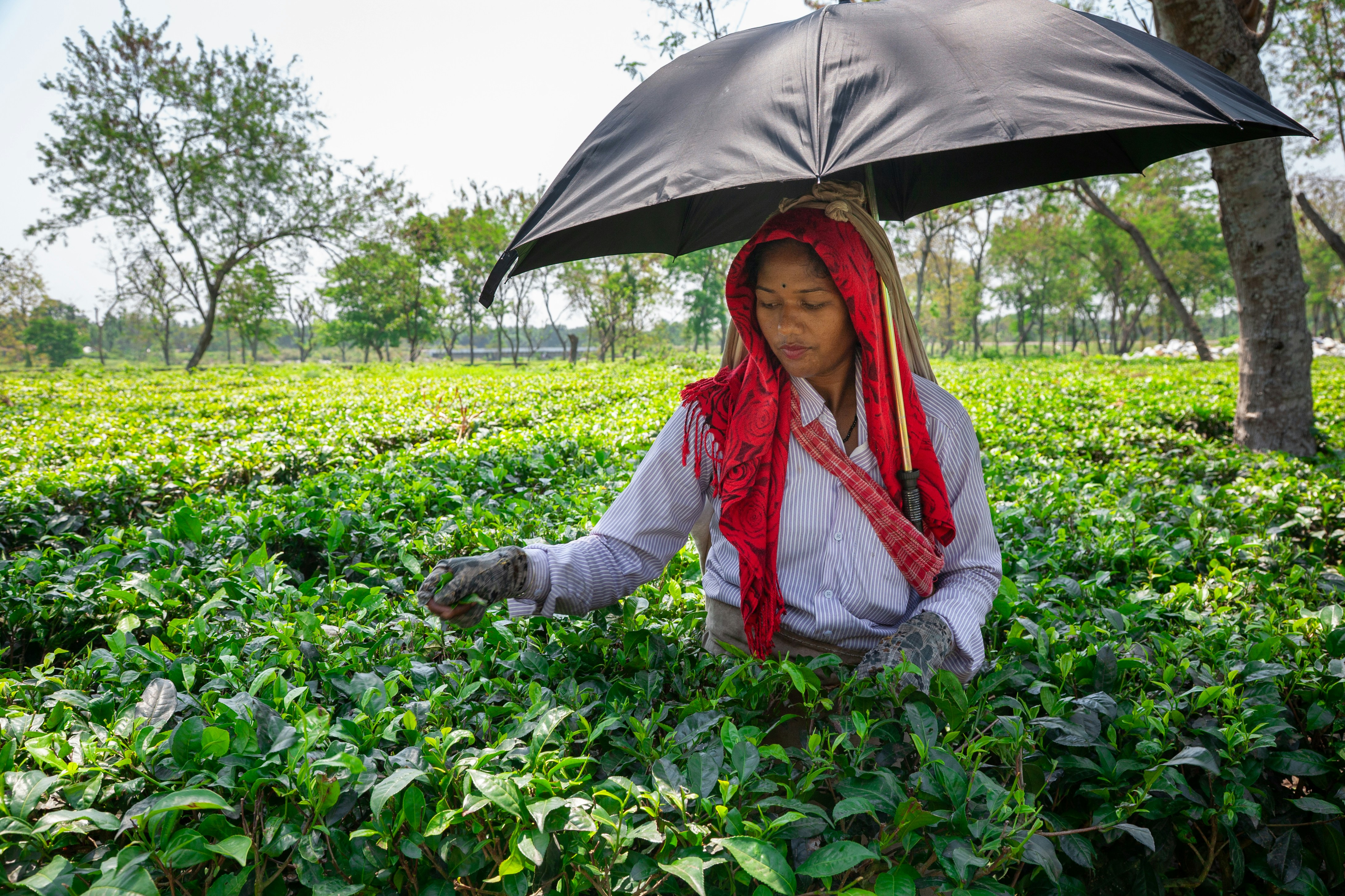 10 Expert Tips for Tea Plant Sustainable Harvesting 🌱 (2026) - Growing Teas