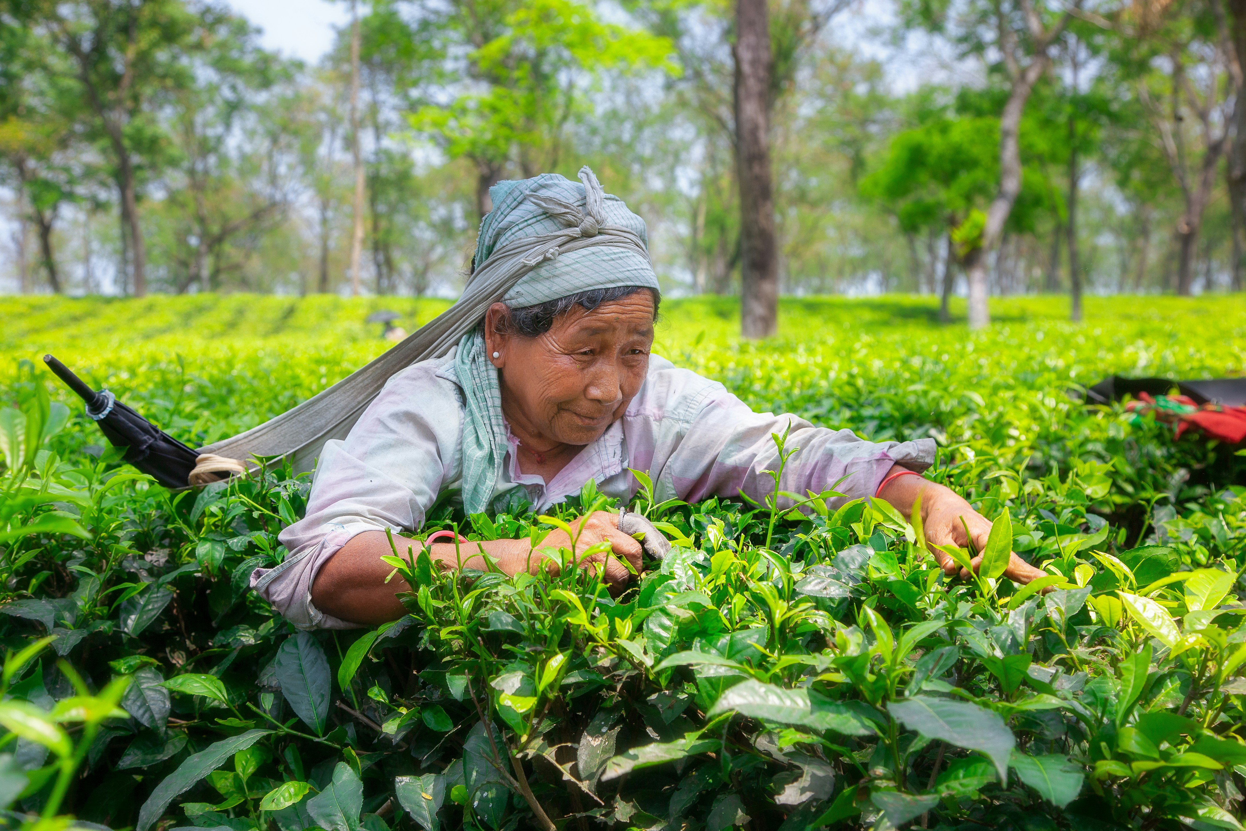 From Plant to Cup: The 8-Step Tea Making Process Unveiled 🍃 - Growing Teas