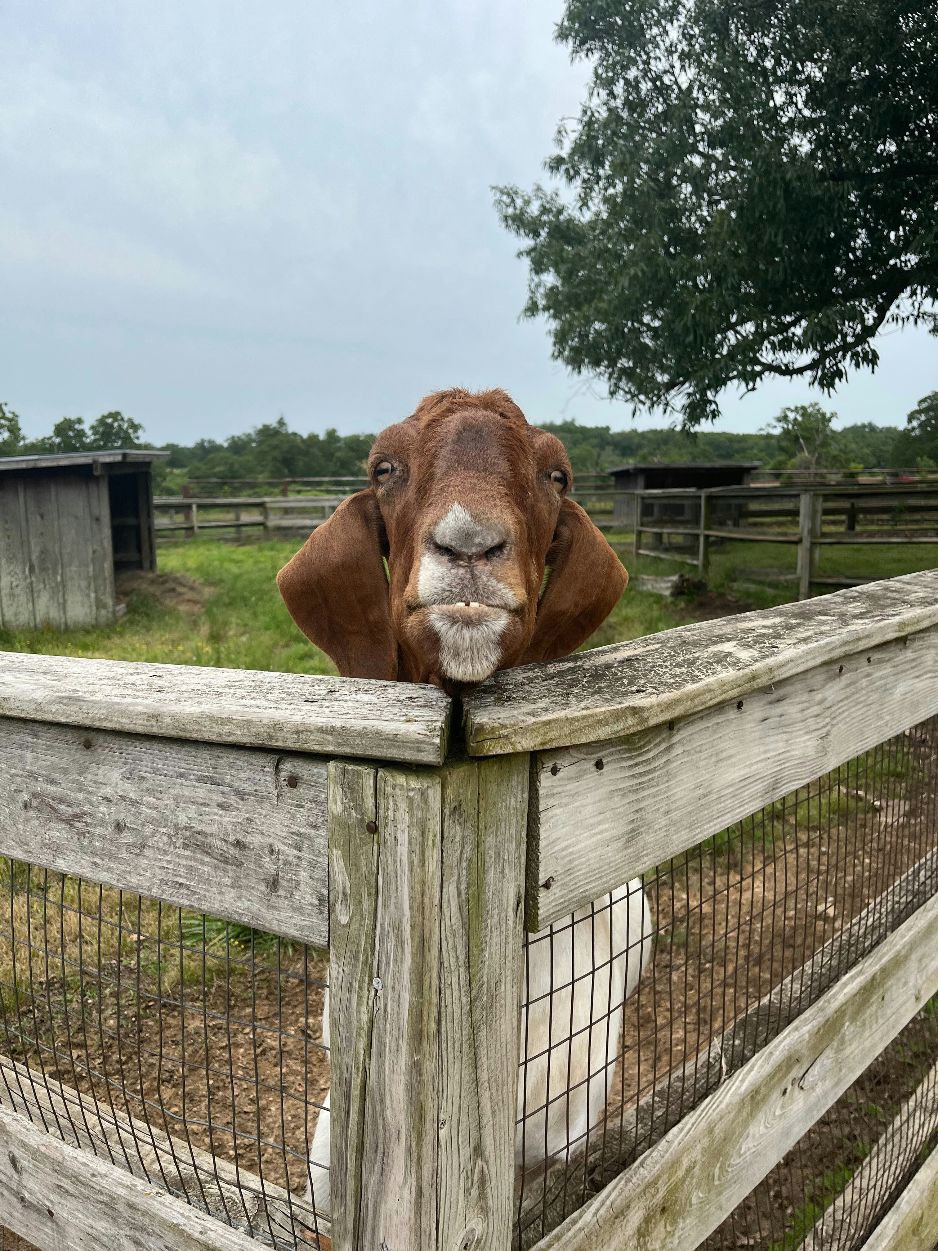 A brown goat peeks over a wooden fence.