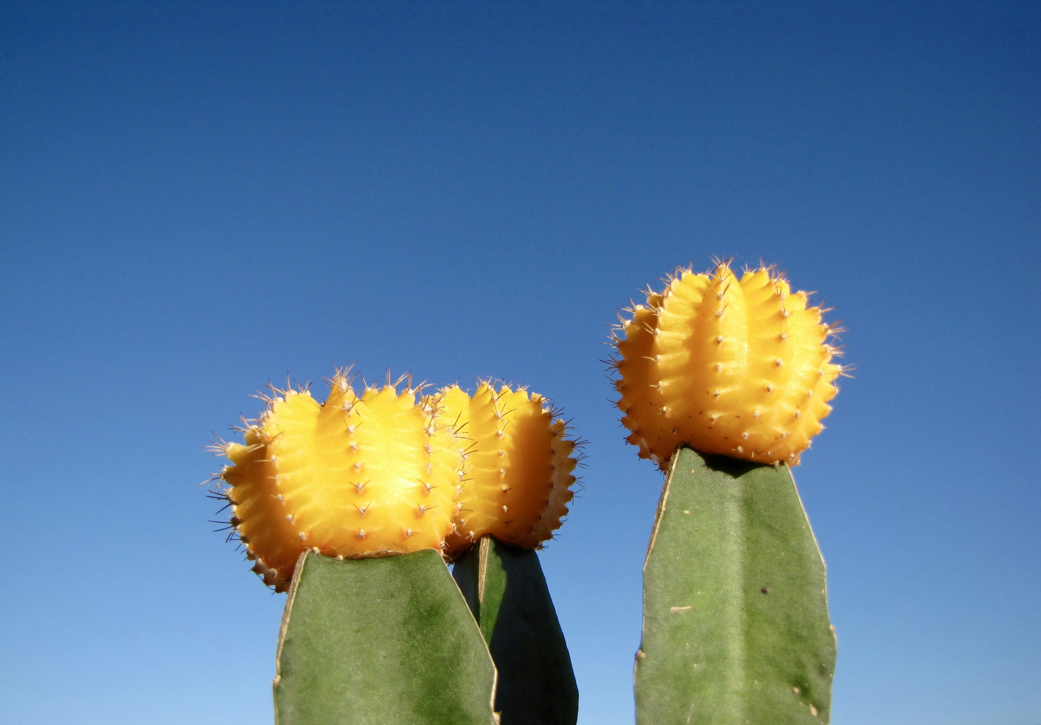 Three yellow grafted cacti against a blue sky.
