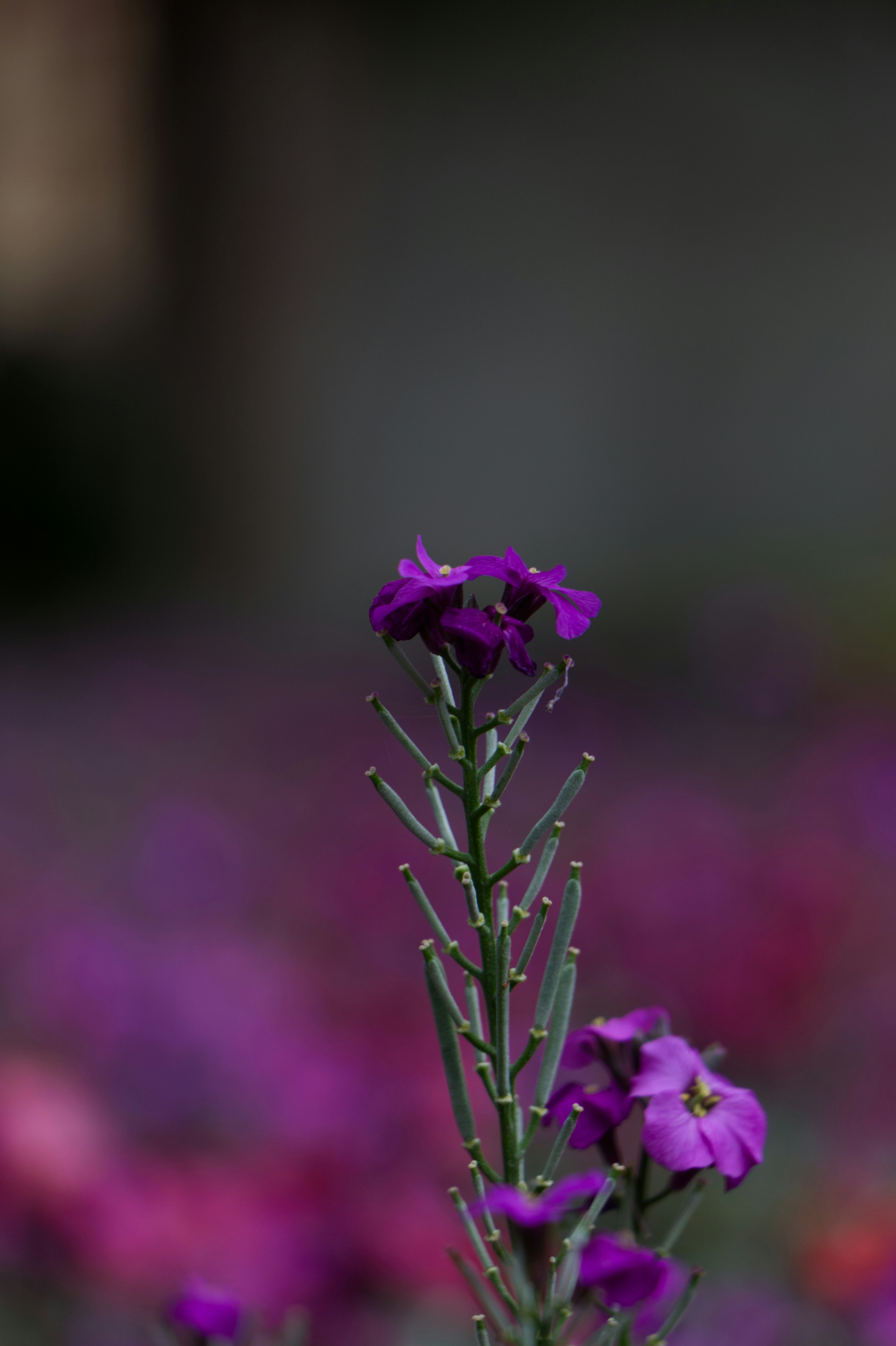 Purple flowers bloom in a field
