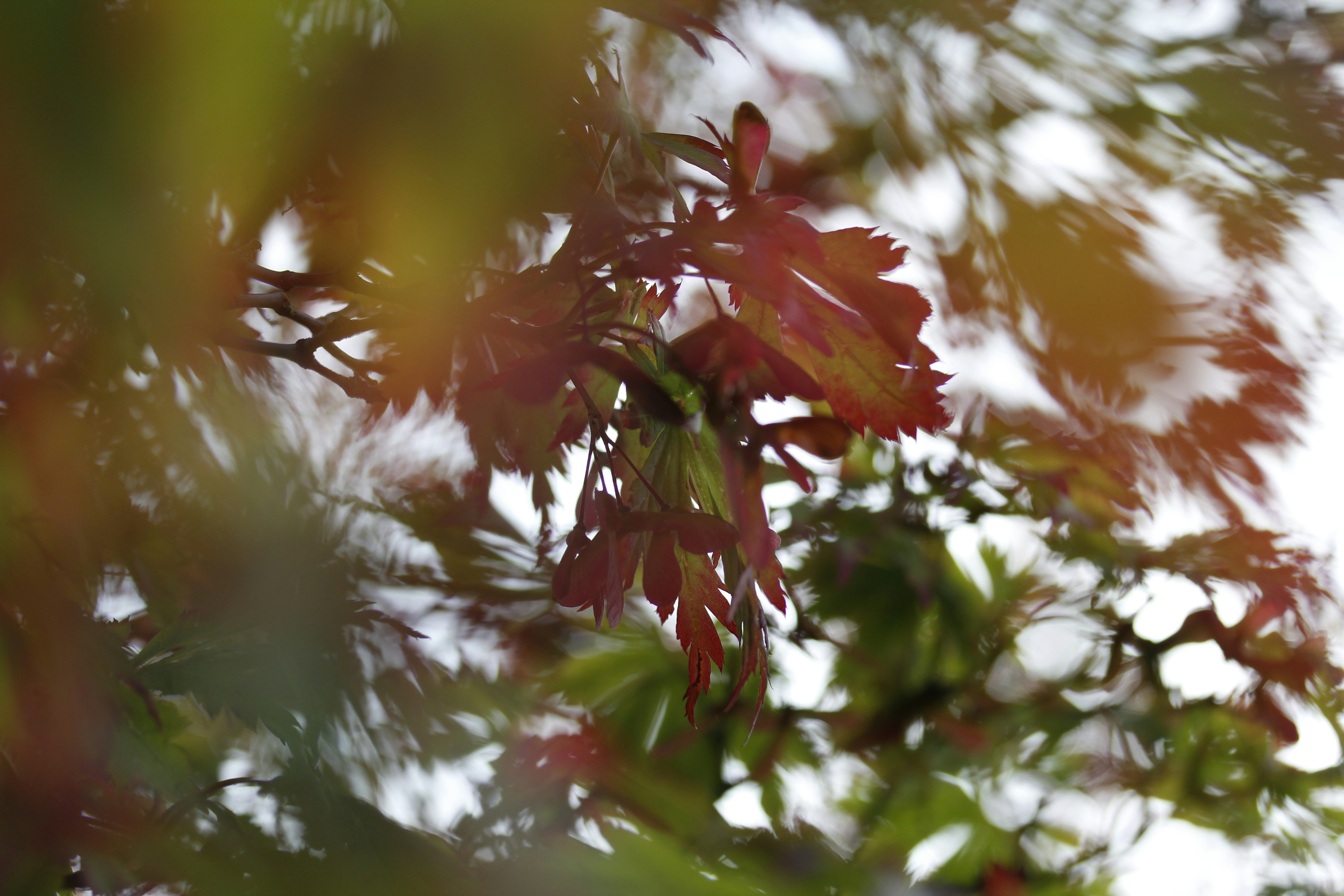 Whispers of Autumn: A Leafy Tapestry
