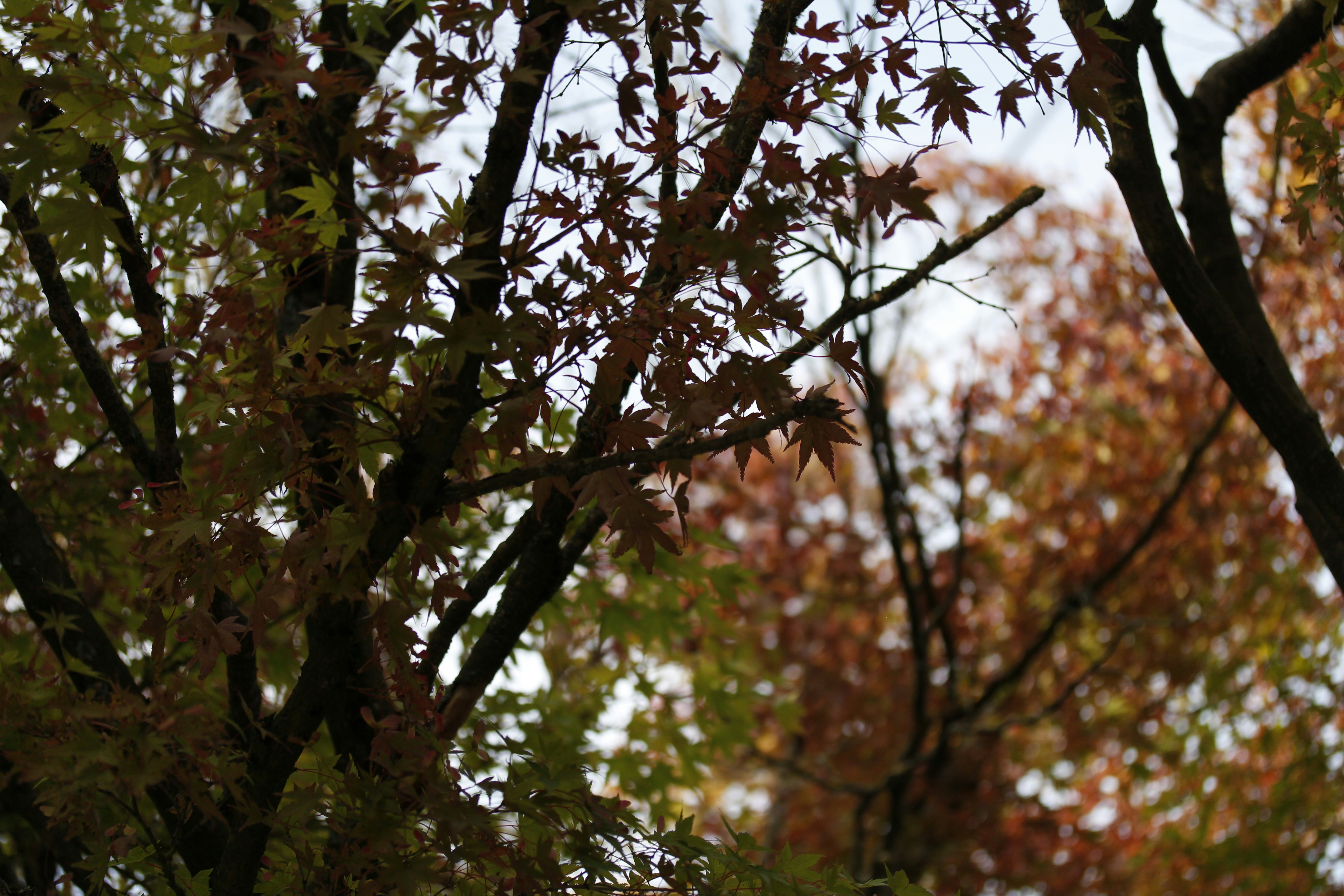 Autumn leaves on tree branches against sky