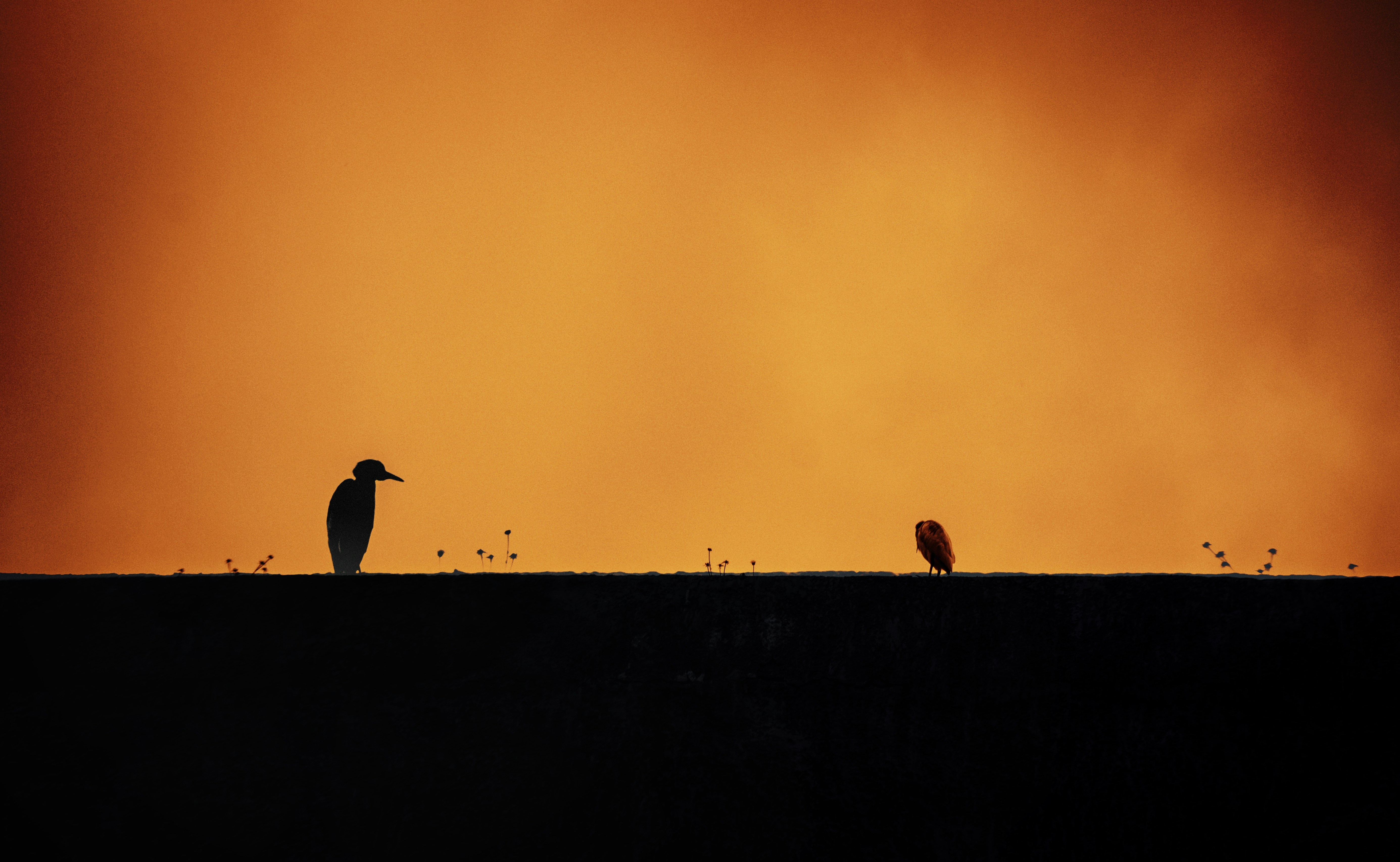 Silhouette | Two birds silhouetted against an orange sunset sky.