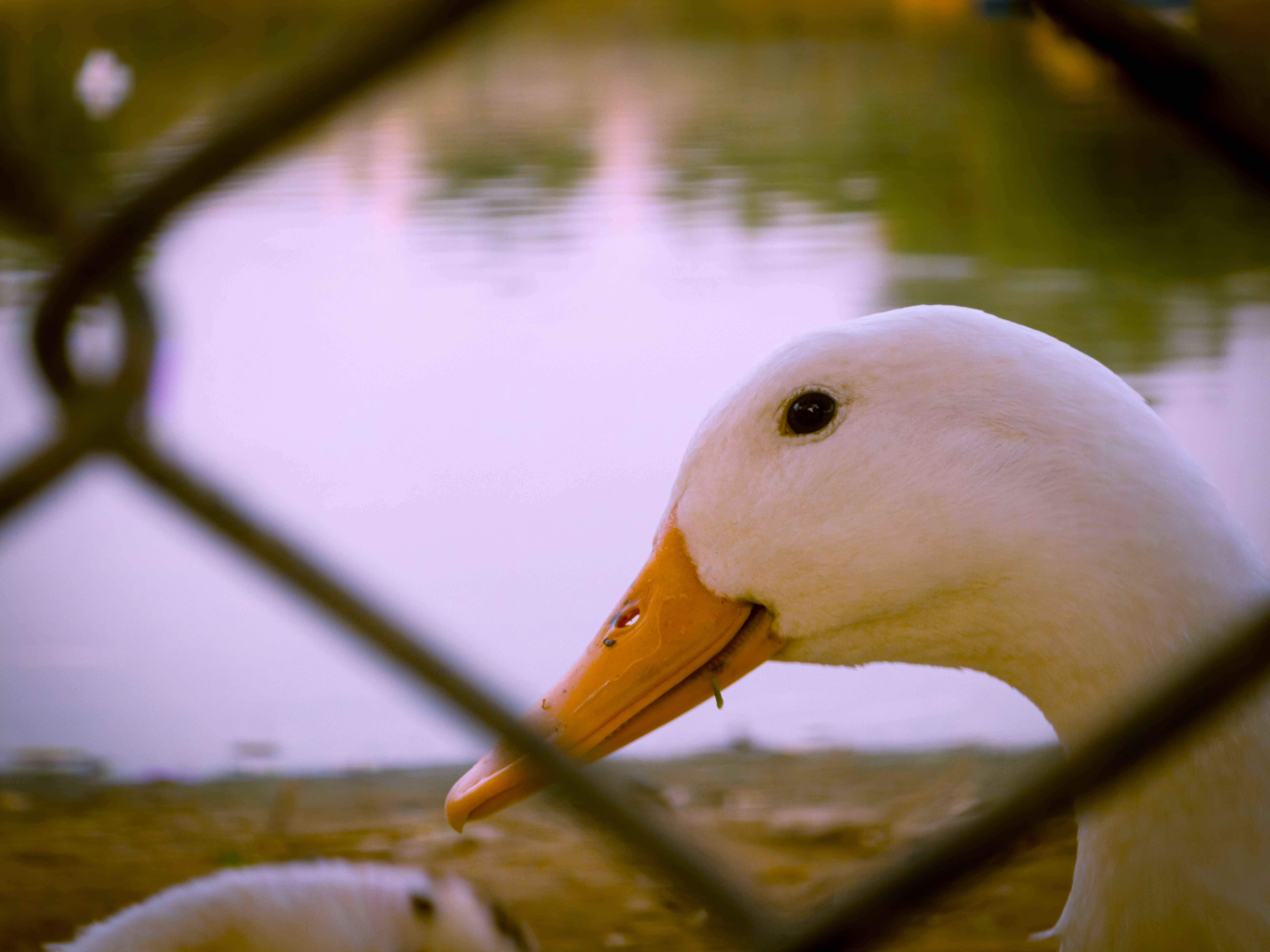 Whispers of the Waterfowl