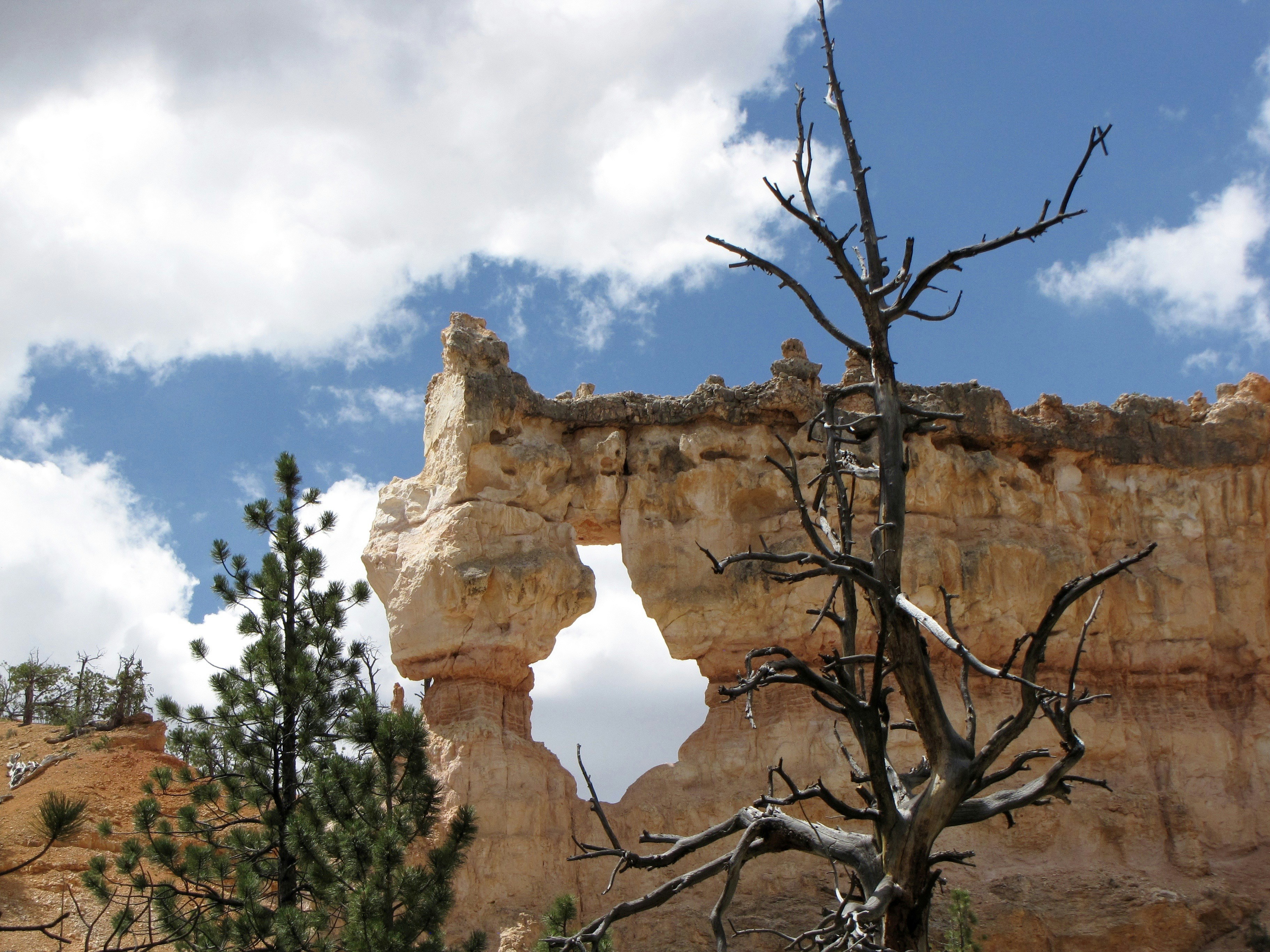 Arches rock formation with dead tree foreground