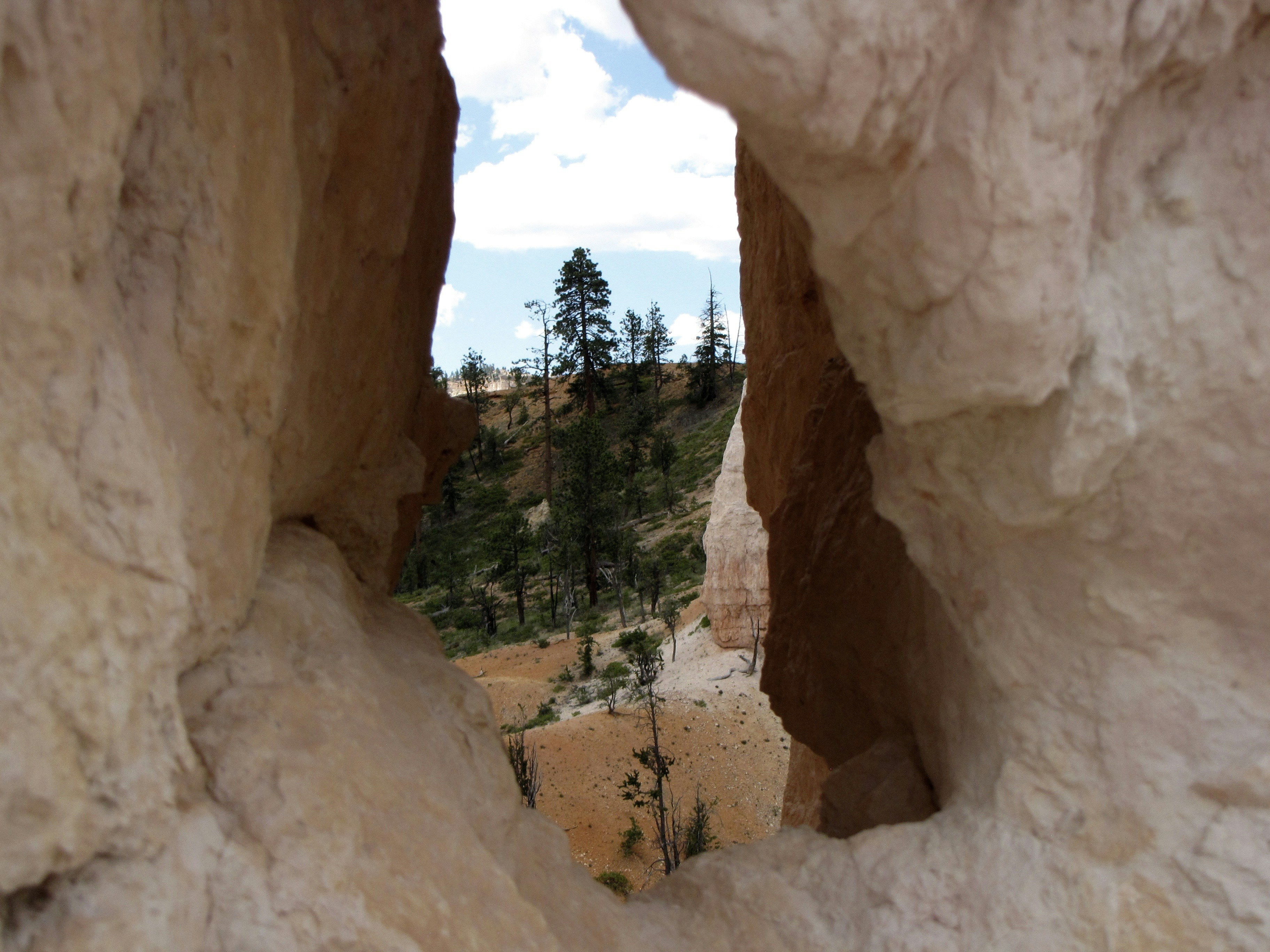 Sandstone Gateway: A Pine-Dusted Overlook Framed by Rock