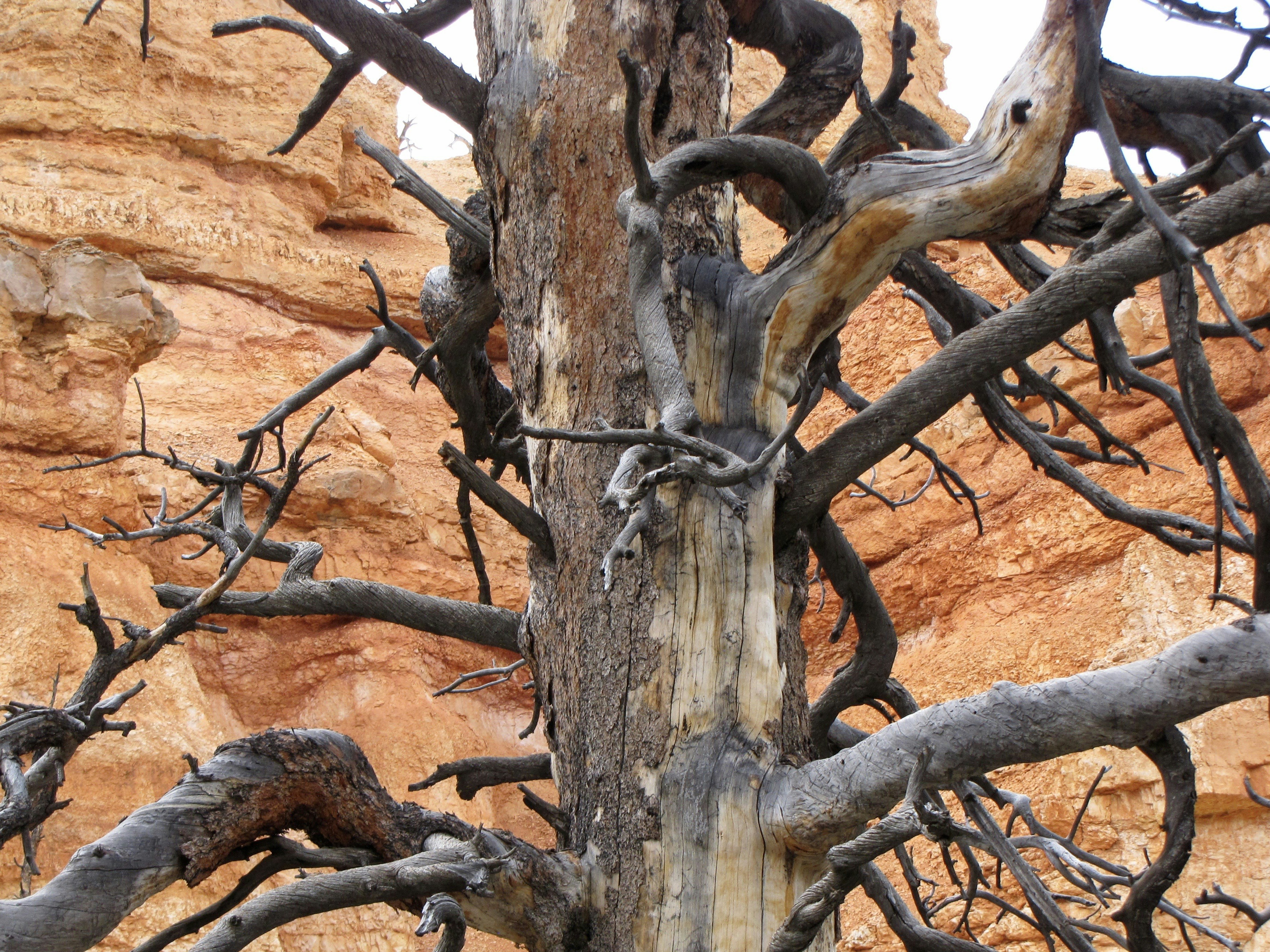 A weathered tree stands resilient against a backdrop of rugged rock formations, showcasing intricate branch patterns and textures. The scene evokes a sense of endurance and nature's artistry.