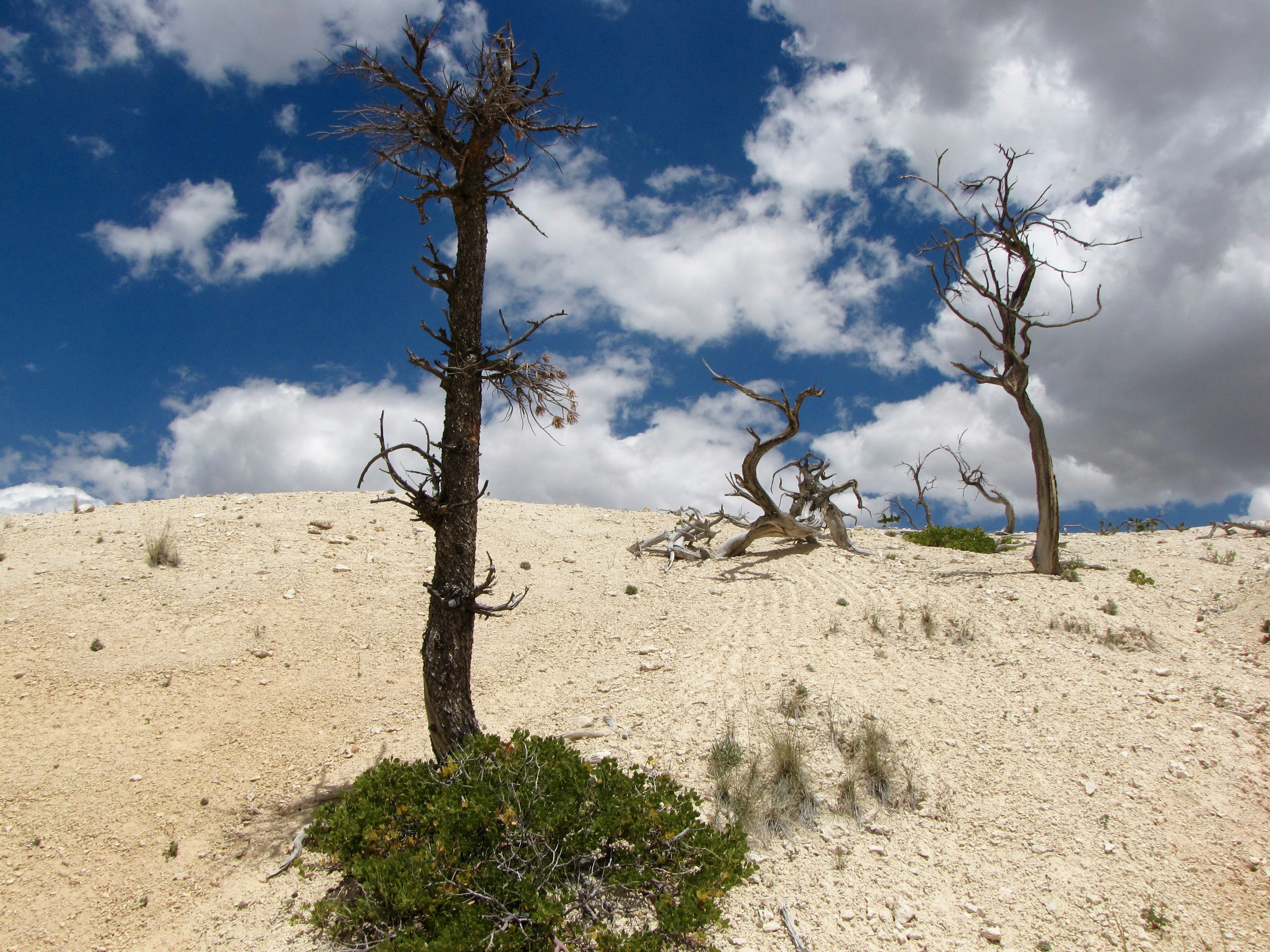 Whispers of Resilience in a Barren Landscape
