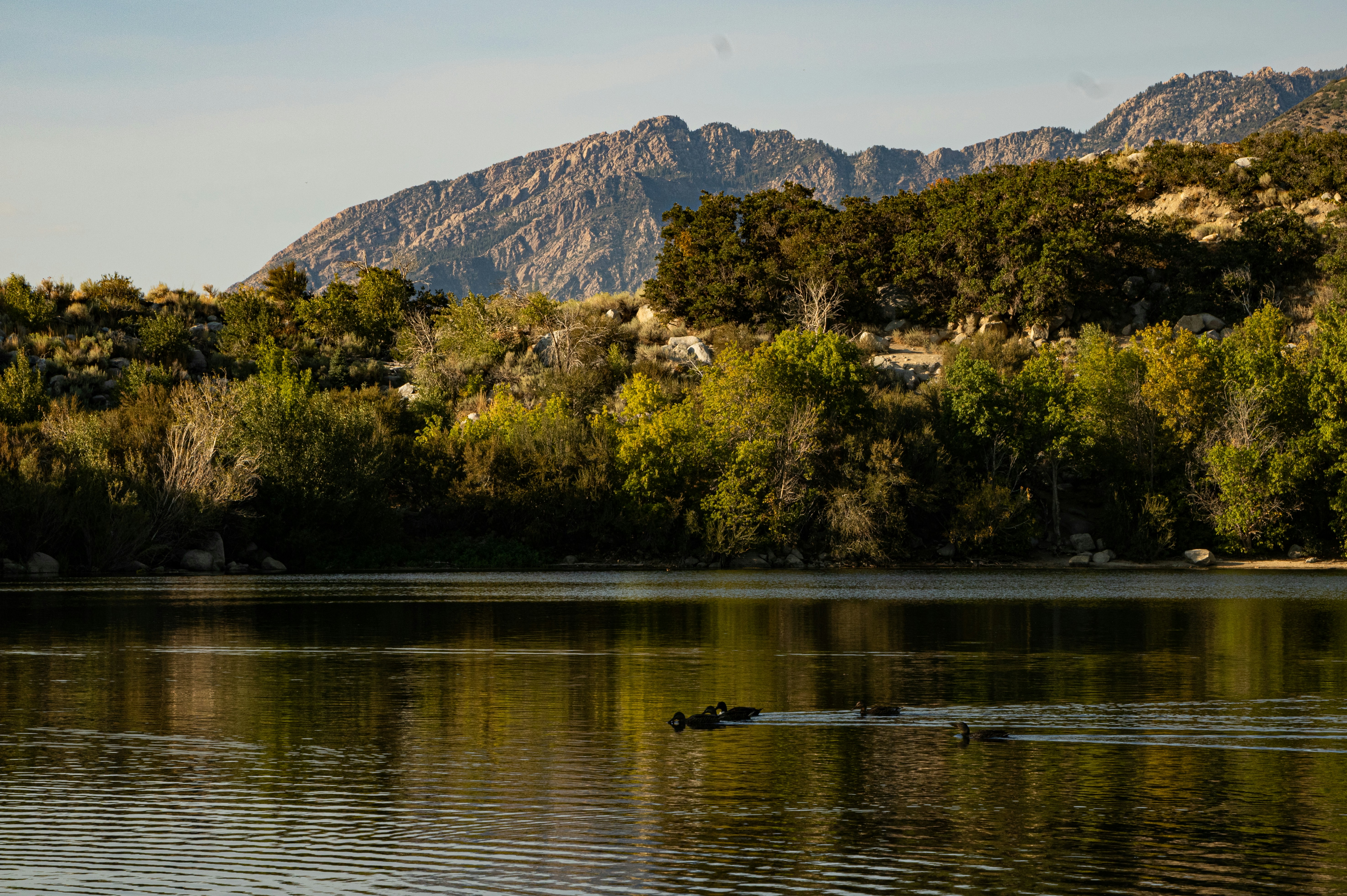 Reflections of Serenity: A Duck's Journey