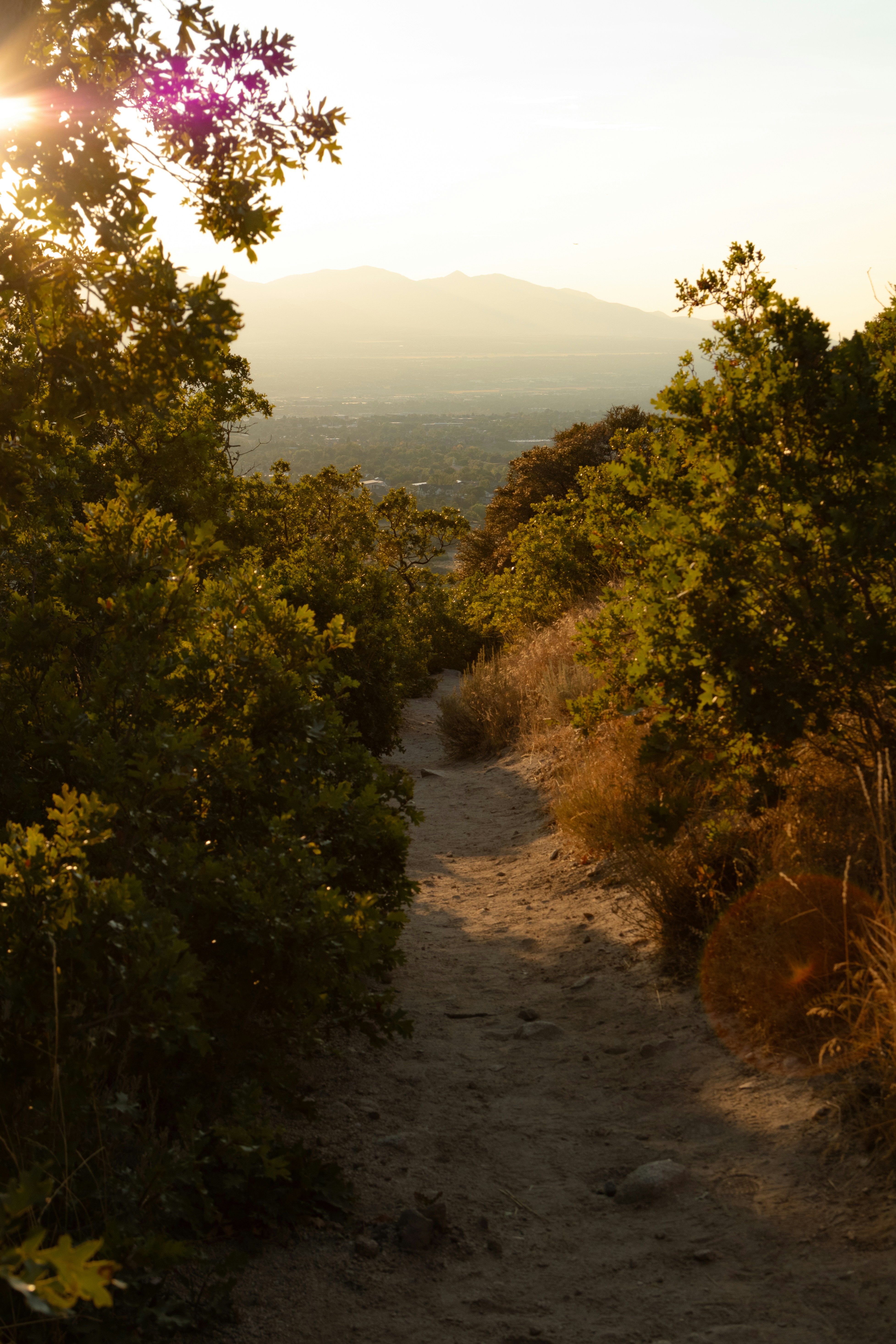 Sunlit Trail Through Nature's Embrace