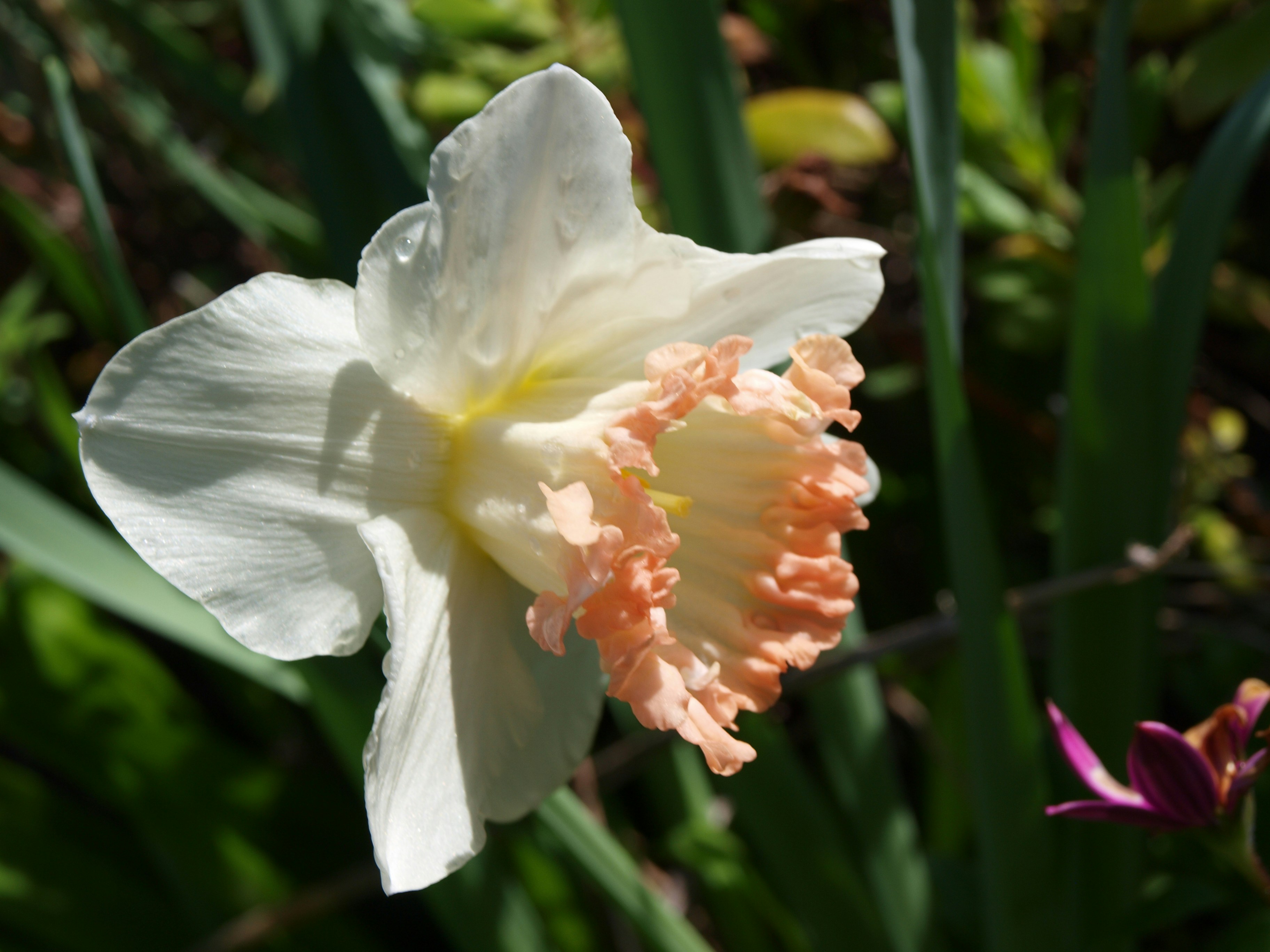 The texture and colours of this Daffodil are so unique and striking, espcially against the dark foliage. With the morning sunlight after a light rain gives the Daffodil are real sheen as it glistens! | A delicate white and peach daffodil blooms in sunlight.