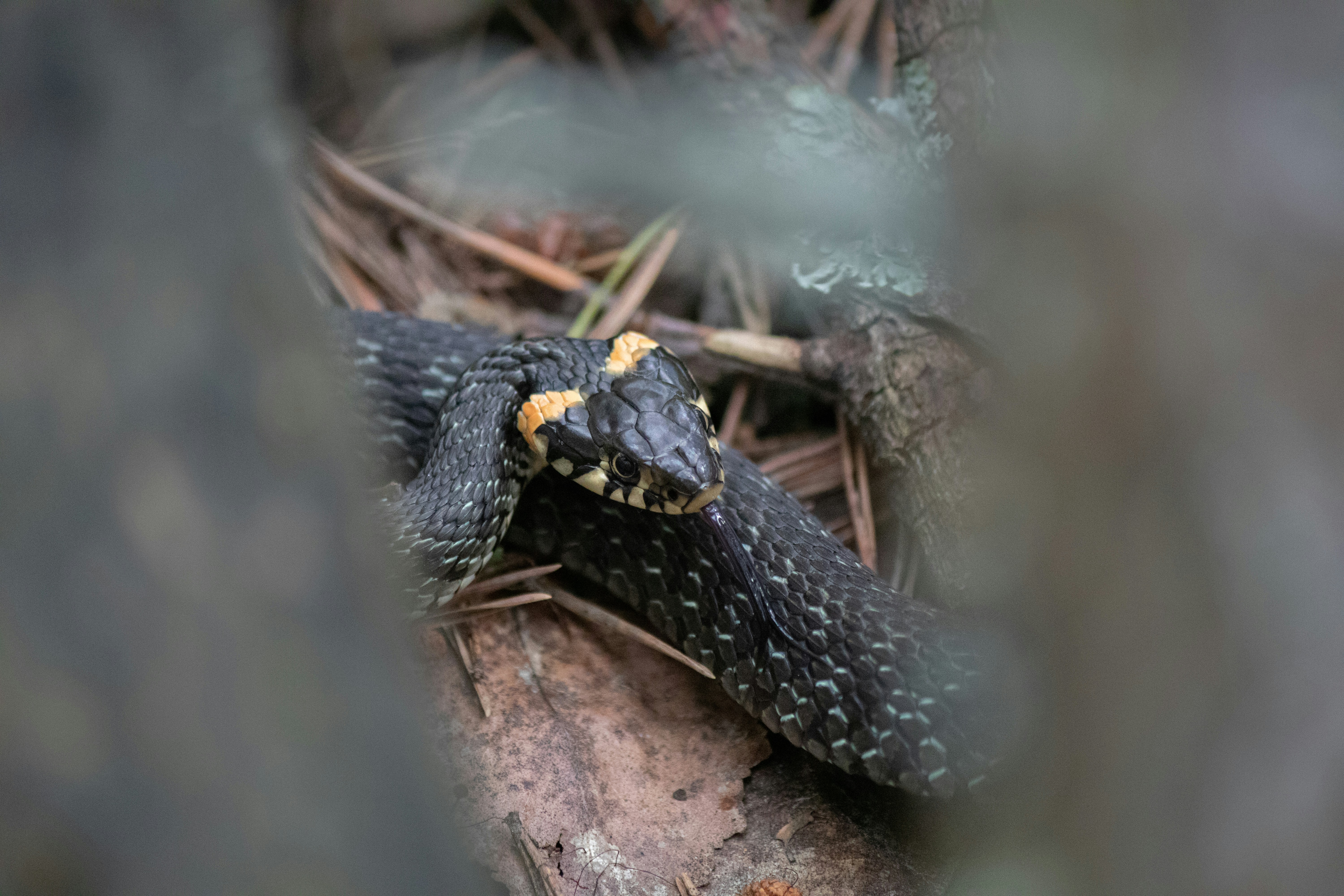 Serpent's Secret: A Glimpse Through Nature's Veil