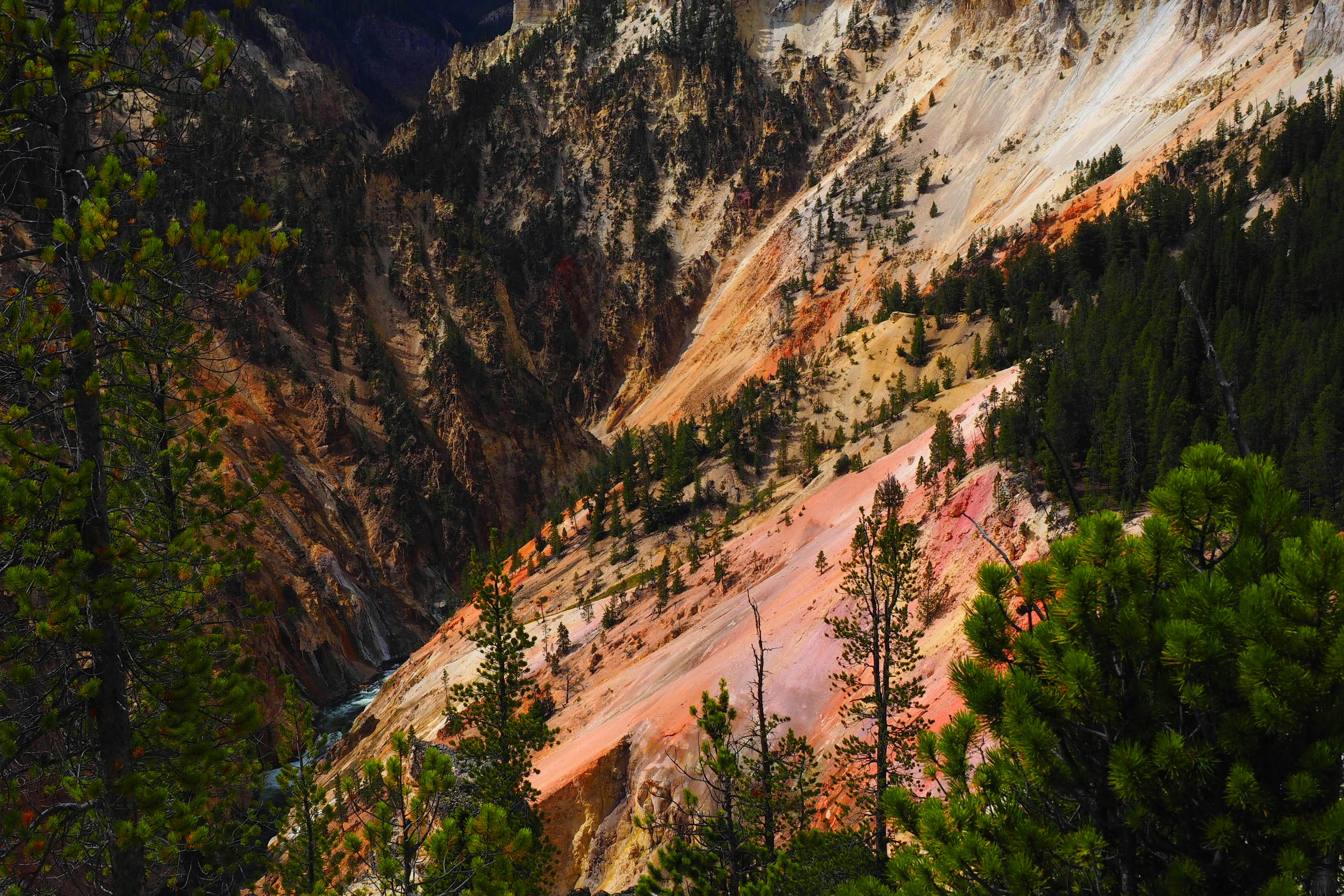 Amber Ridge Over a Pine-Draped Gorge