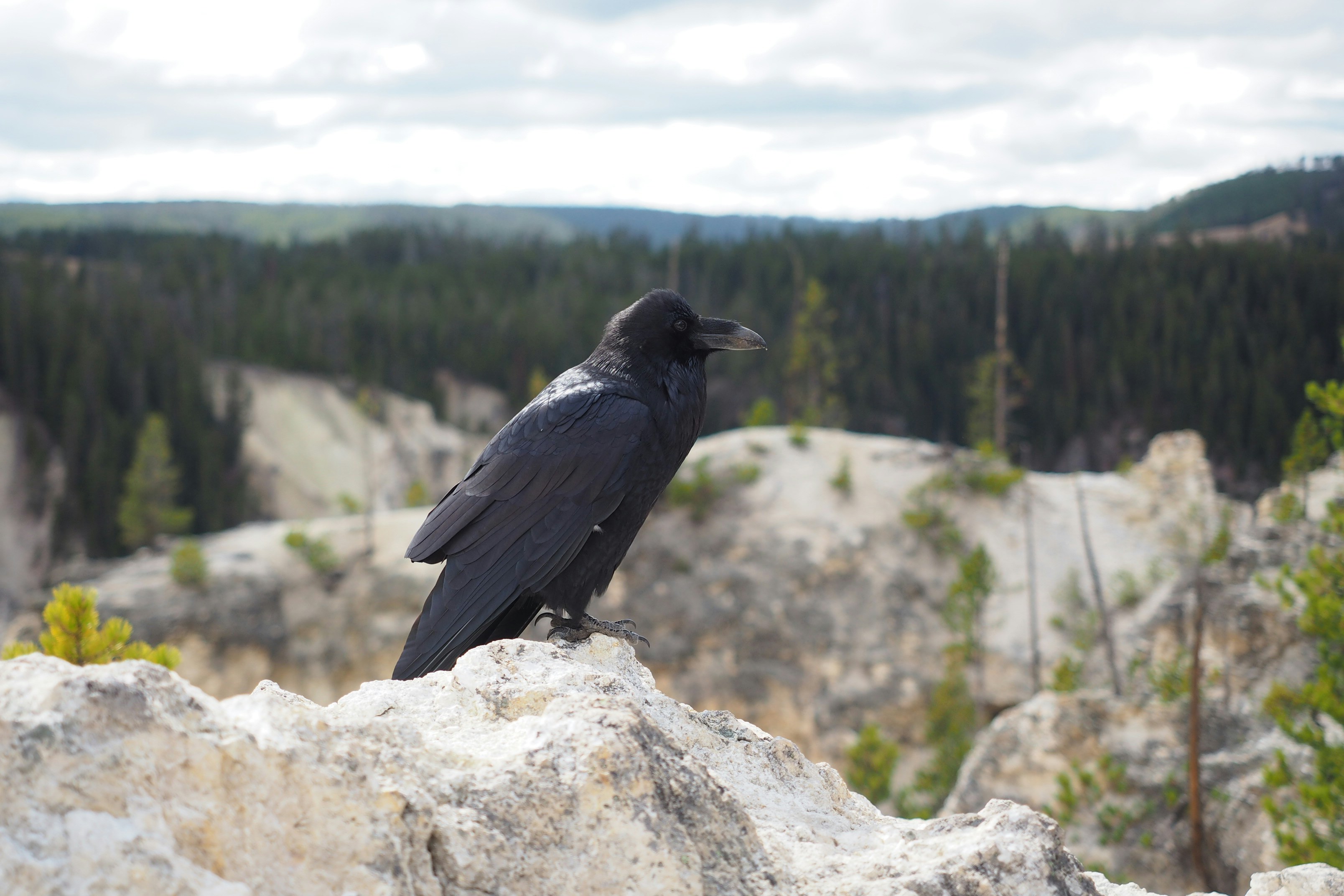 Raven on a Weathered Ridge, Overlooking a Pine-Fringed Canyon