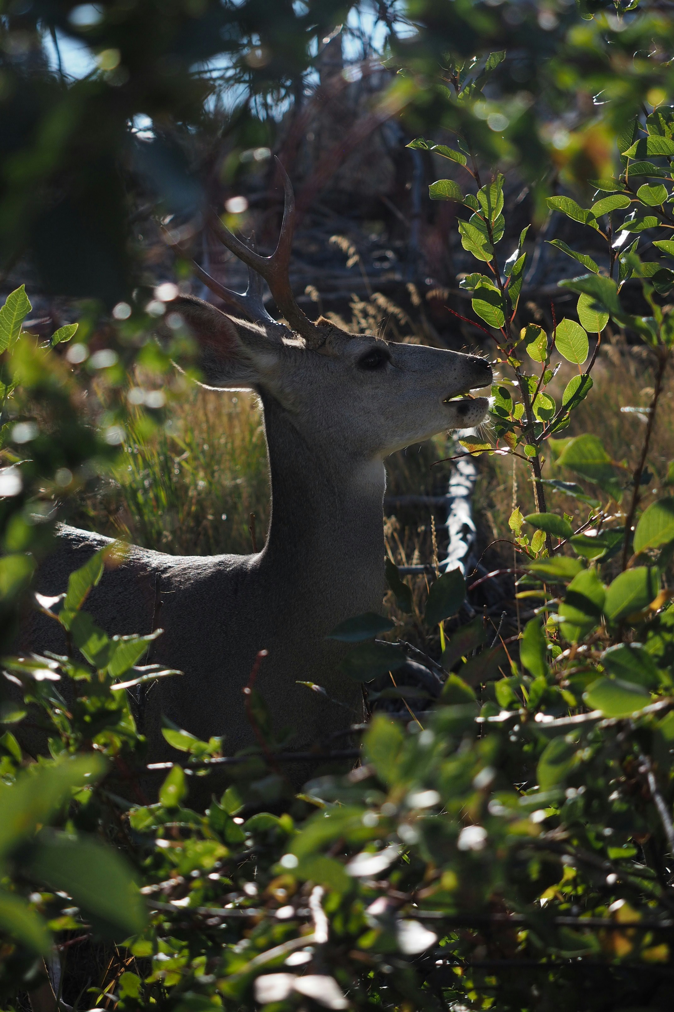 Whispers of the Wilderness: A Young Buck's Serenade