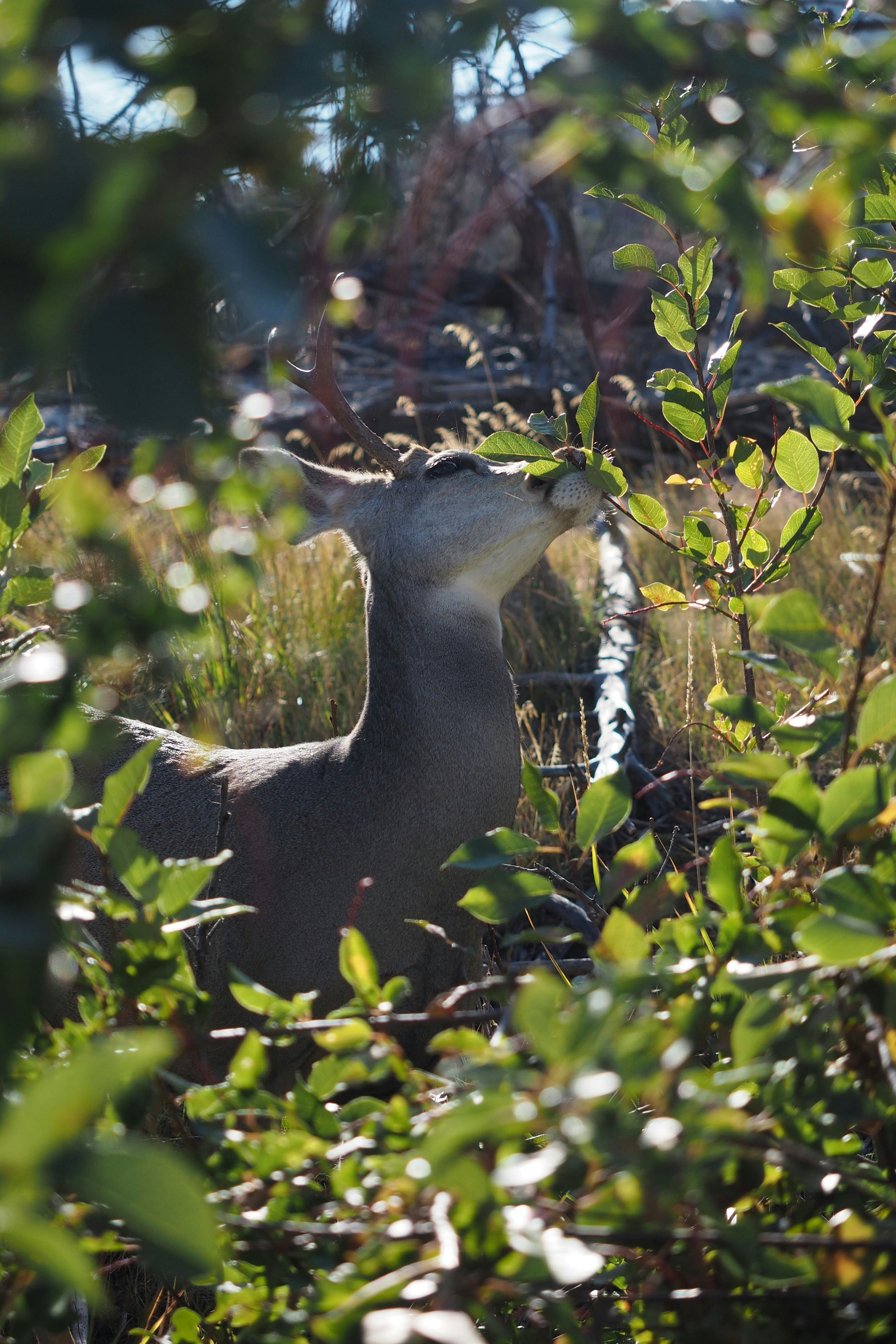 Quiet Interlude: a deer nibbling through sunlit brush