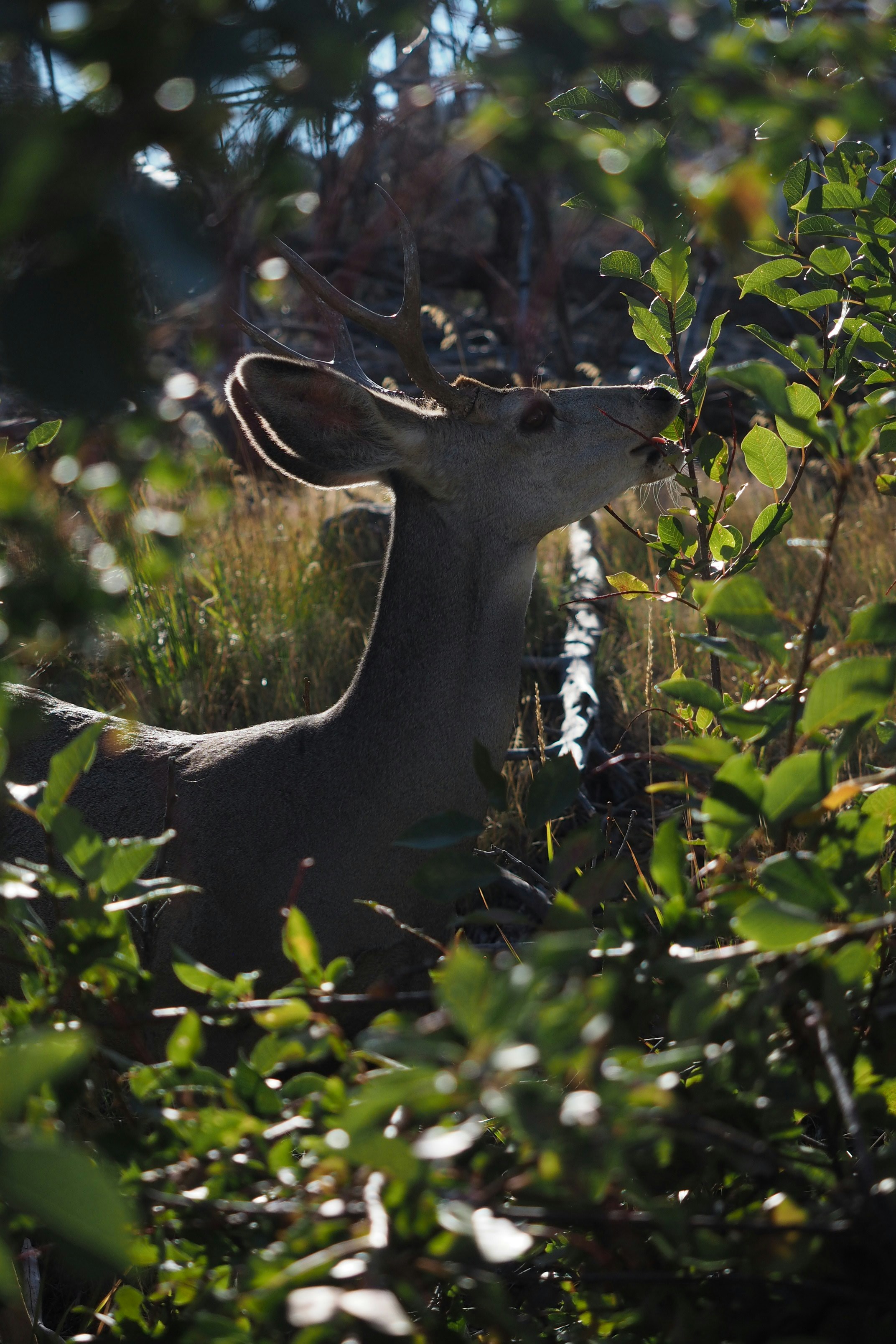 Filtered Light Encounter: a stag pauses among the brush