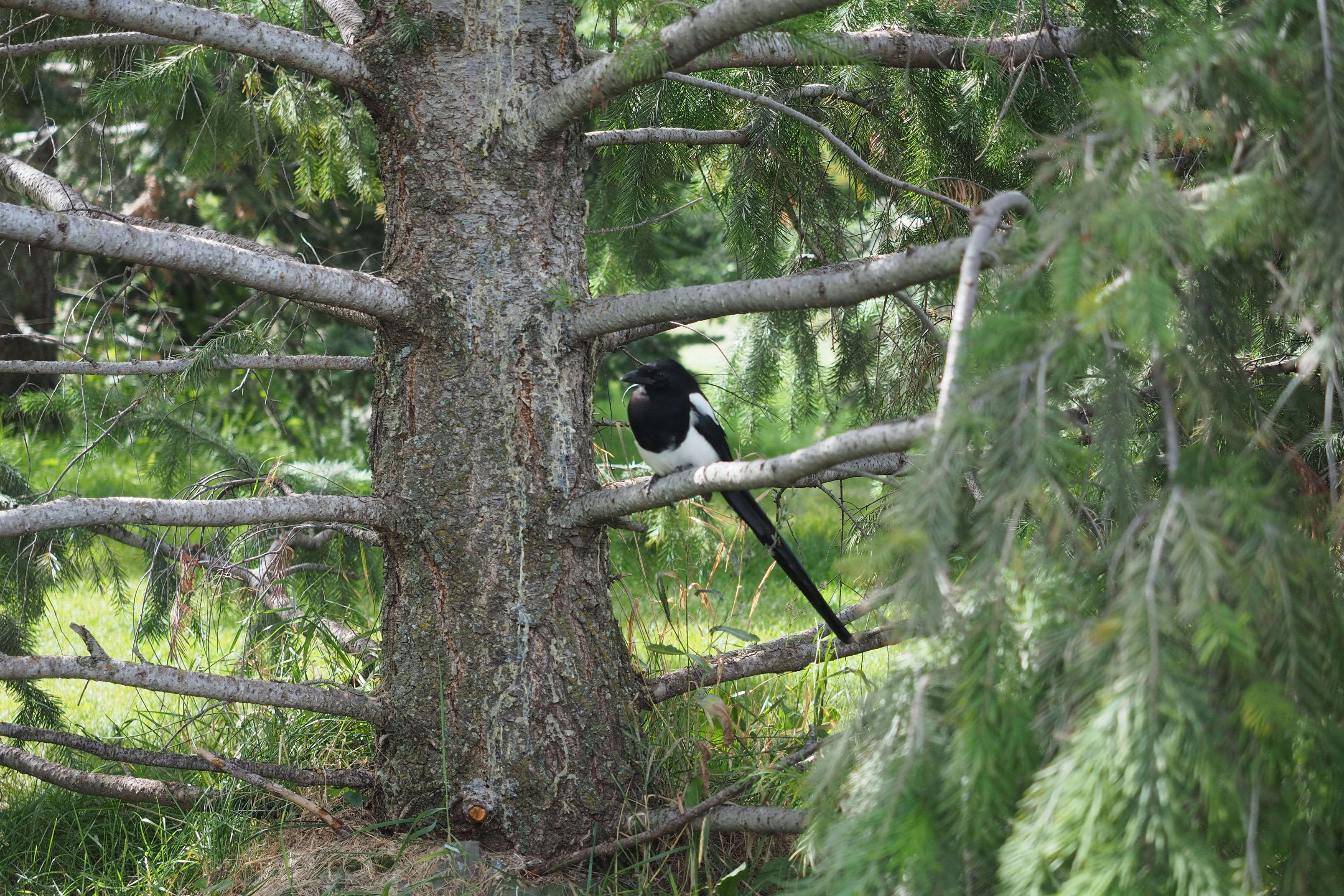 A black and white bird perched on a tree branch.
