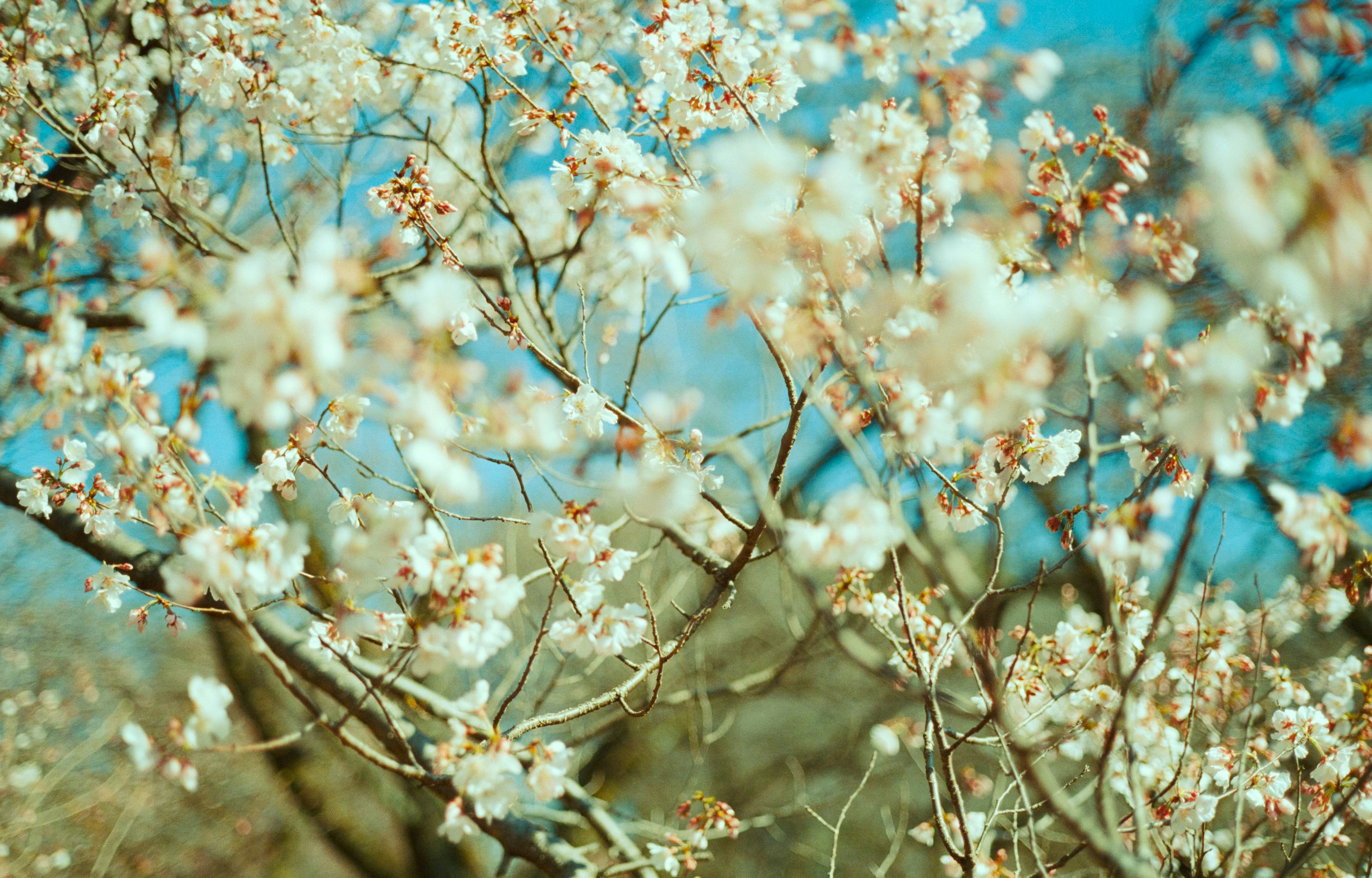 Delicate cherry blossom branches adorned with white flowers against a bright blue sky. The soft focus enhances the ethereal quality of the scene.