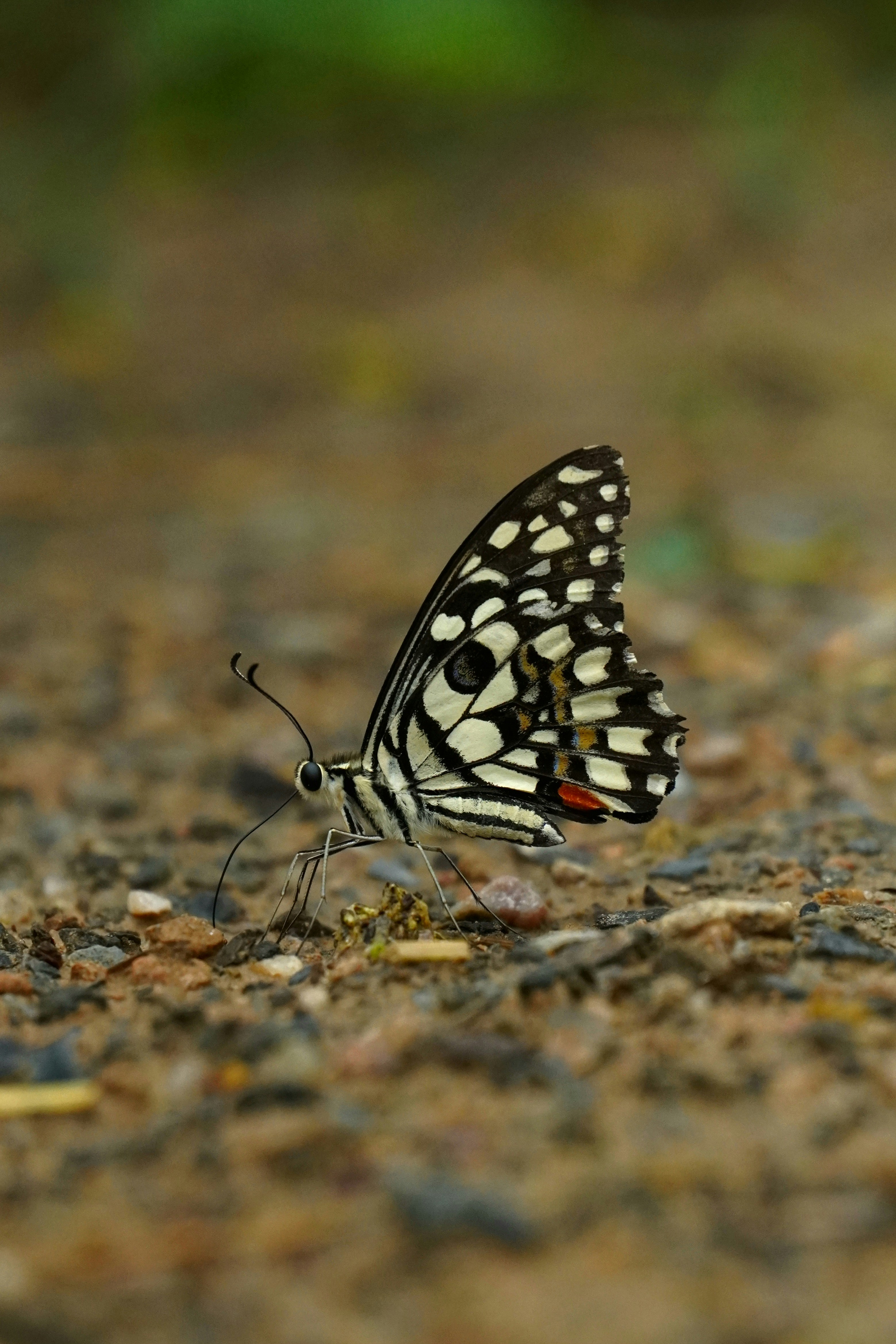 Delicate Dance of Nature's Artisan