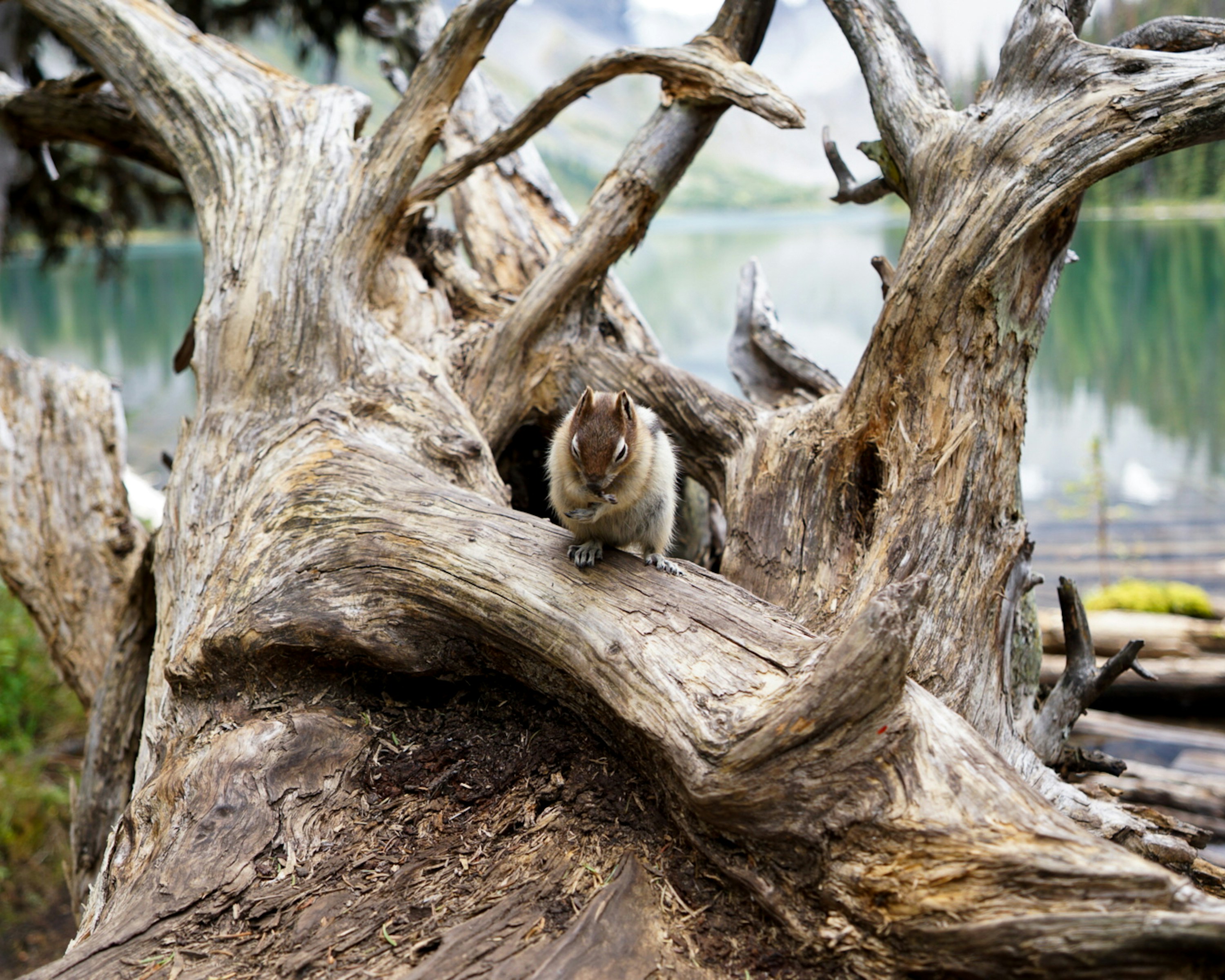 Friendly host at the summit of our hike | A chipmunk sits on a weathered log near a lake.