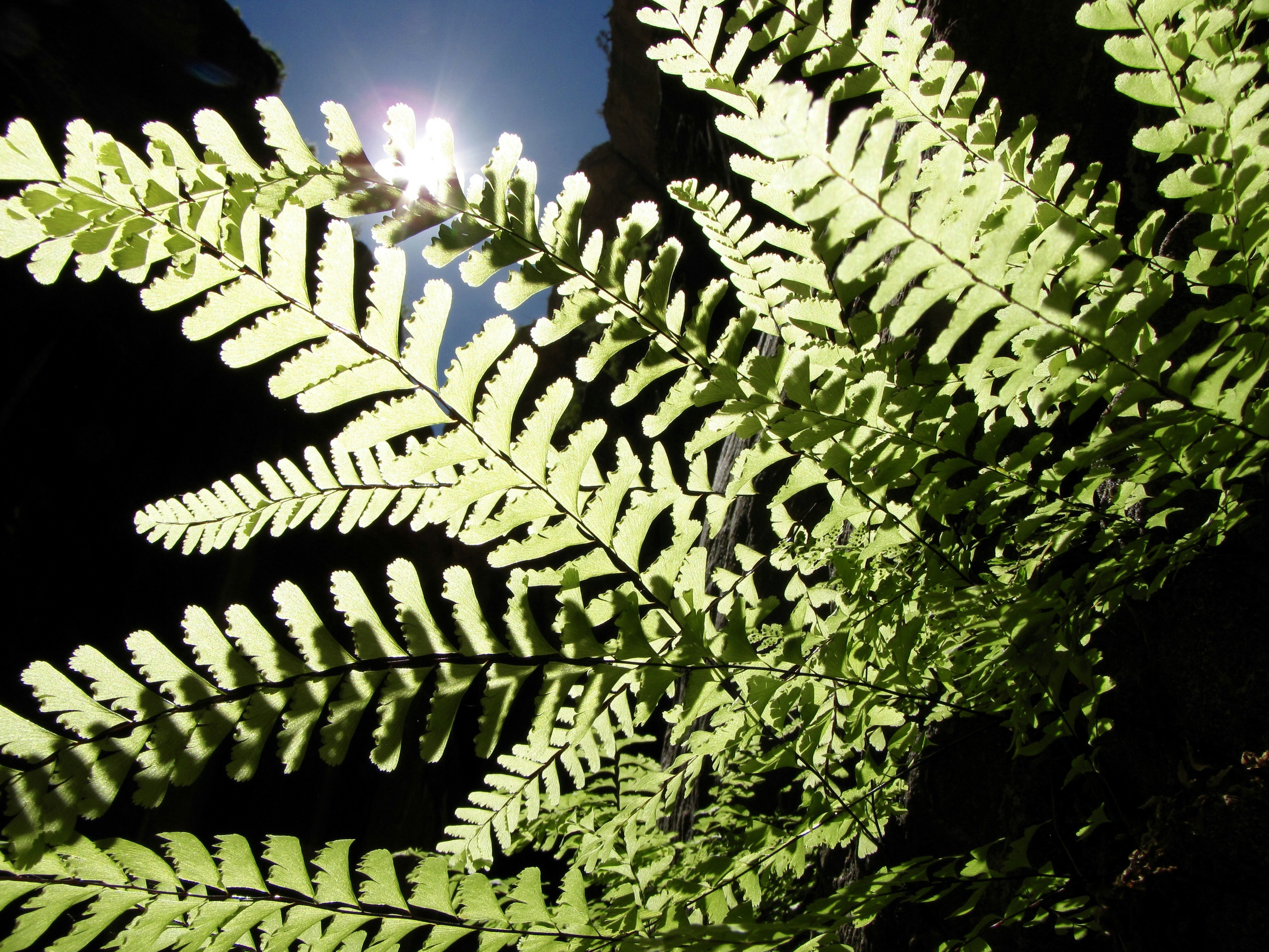 Nature's Lattice: A Fern's Embrace of Light