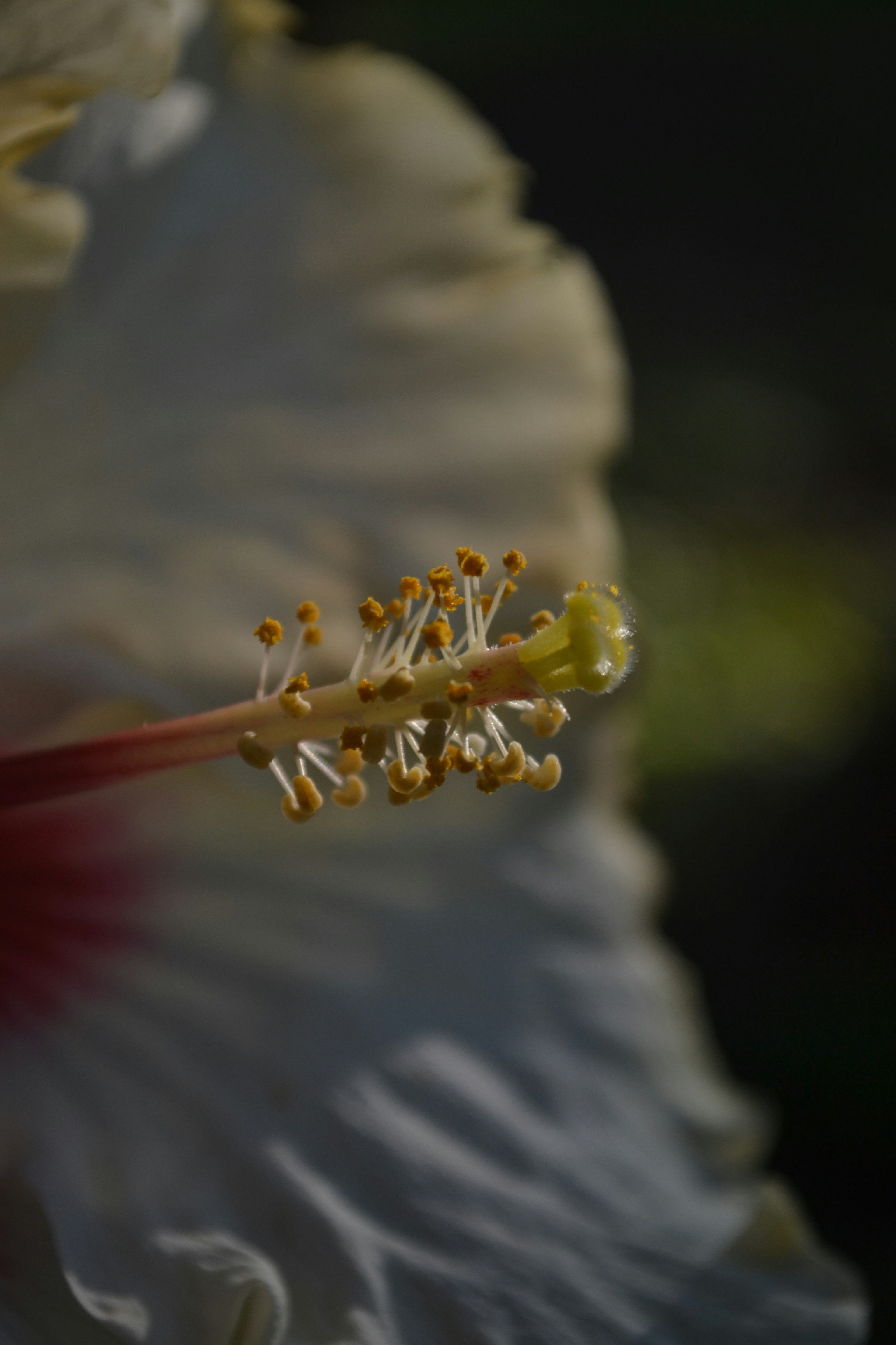Delicate Harmony of Nature's Design