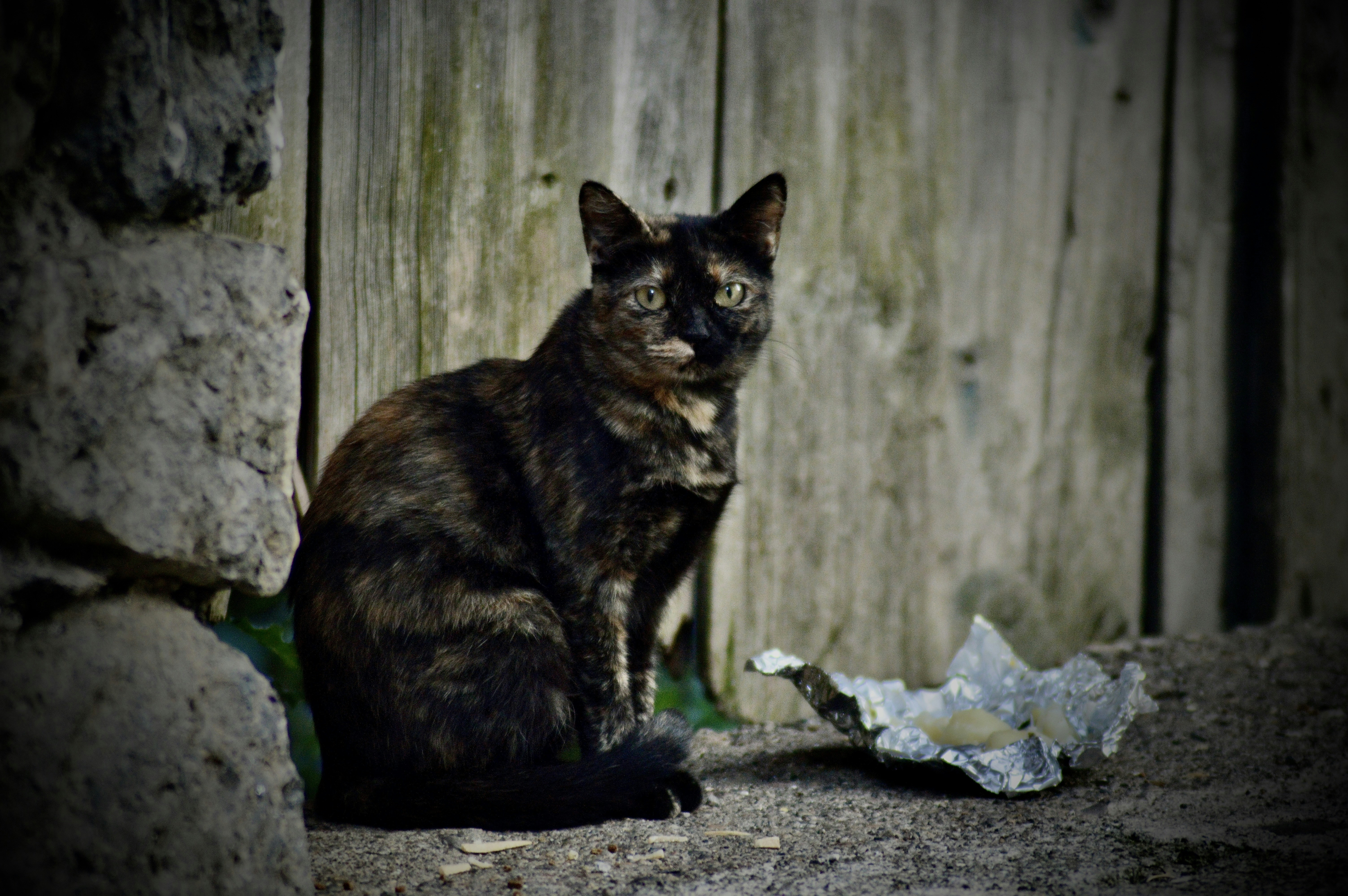 Whiskered Watcher in the Shadows