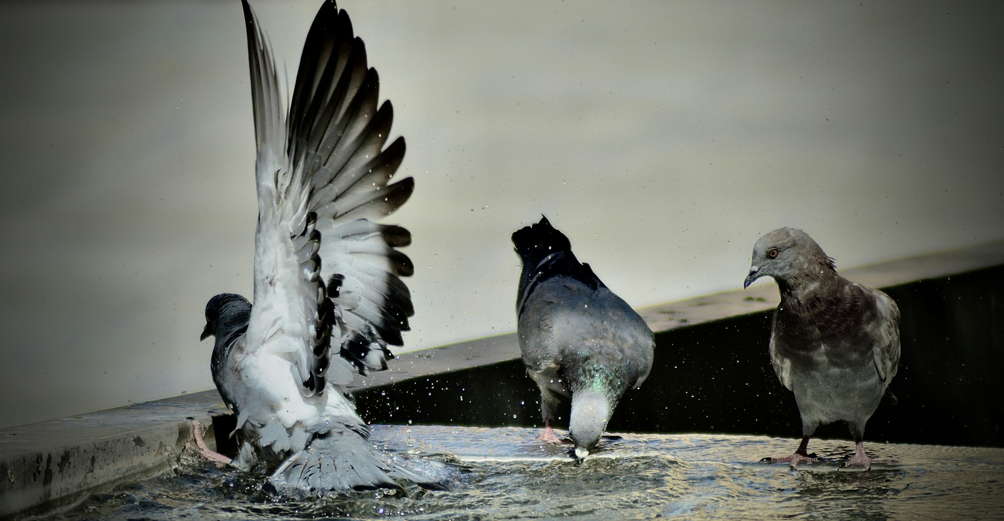 Three pigeons on a ledge, one taking flight.