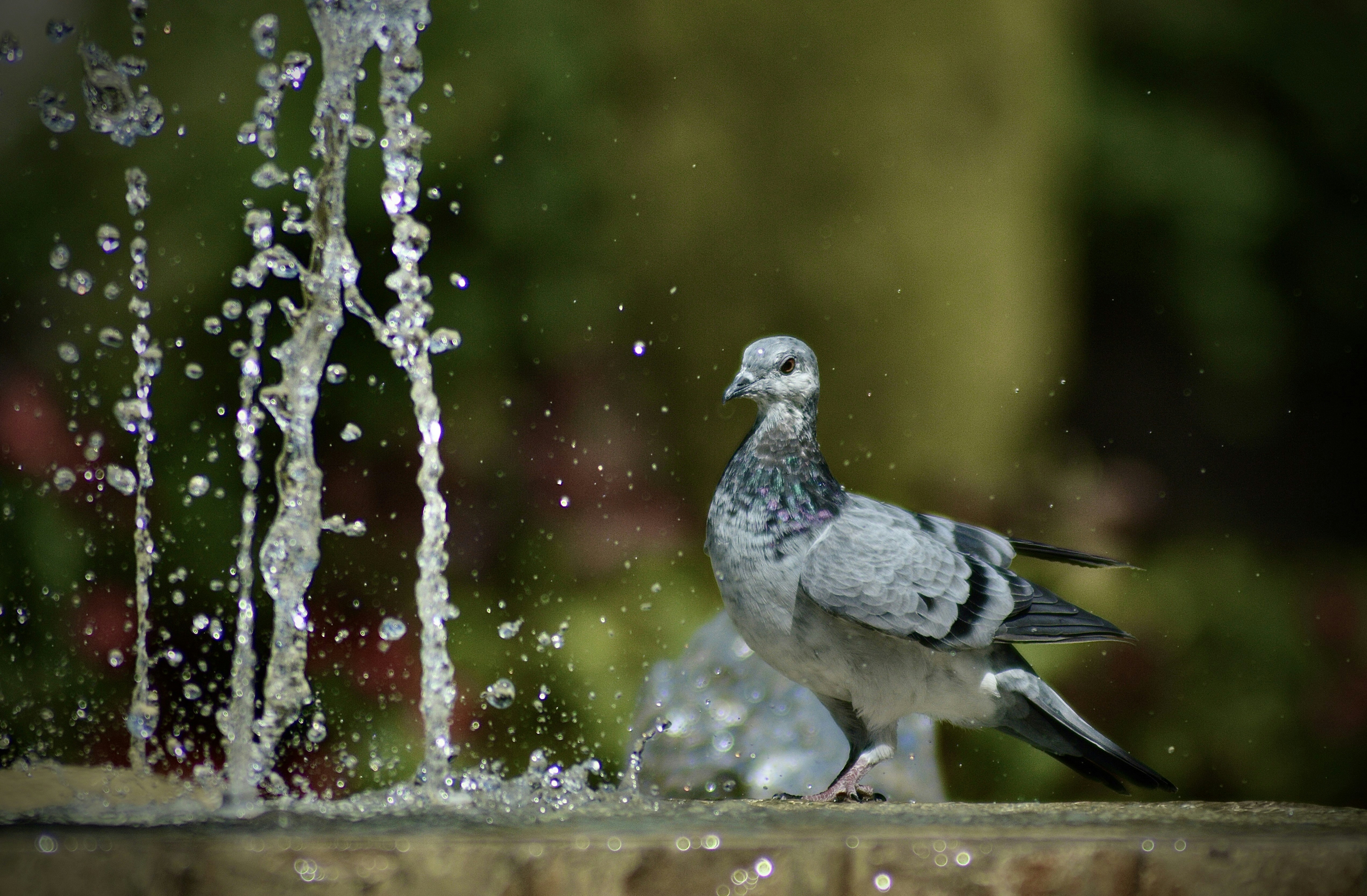 A Serene Encounter: Pigeon by the Fountain