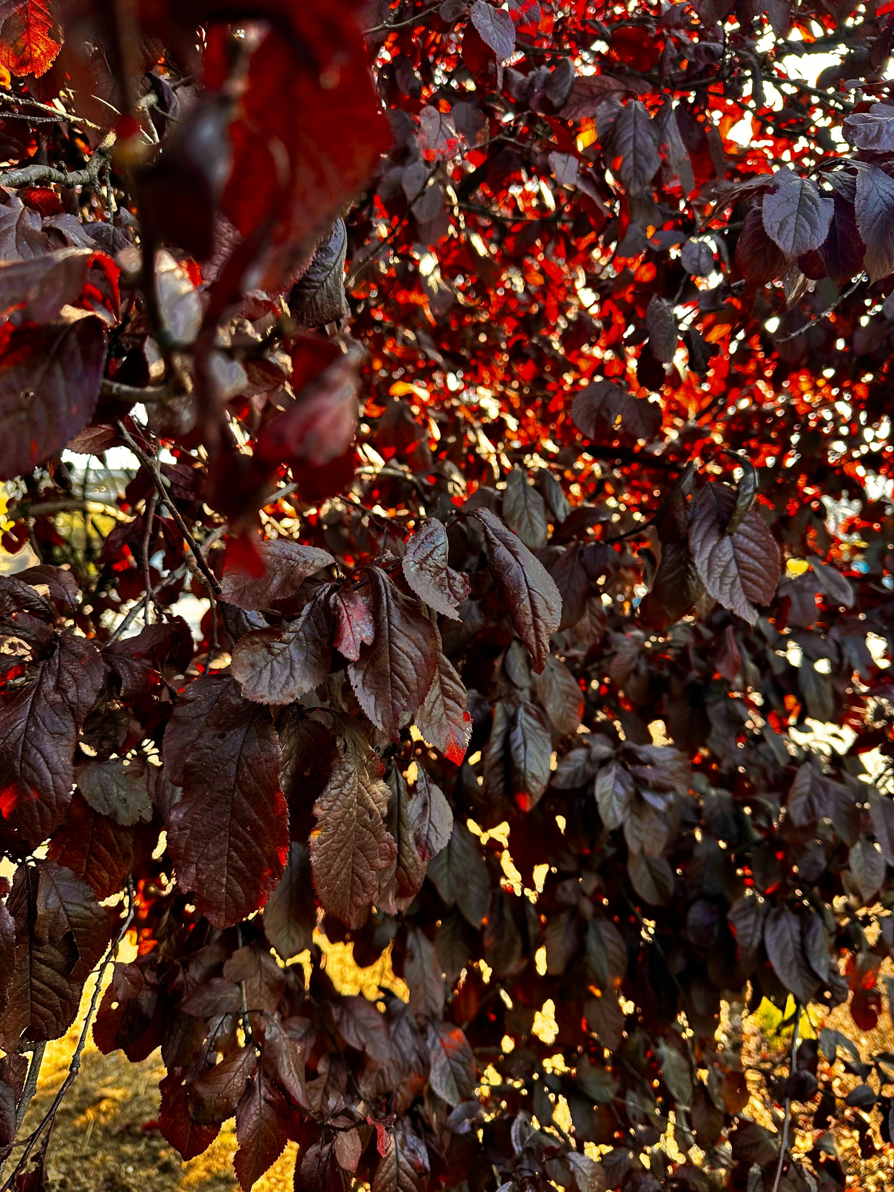 Close-up of deep red and dark purple leaves creating a dense, textured backdrop. The interplay of light highlights the rich colors.